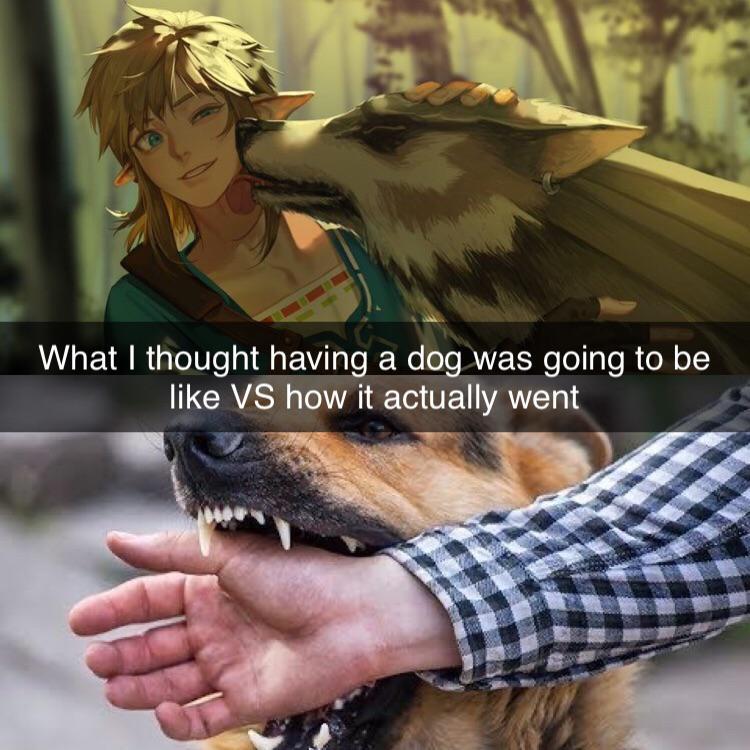 Weird dogs where you at | Scrolller