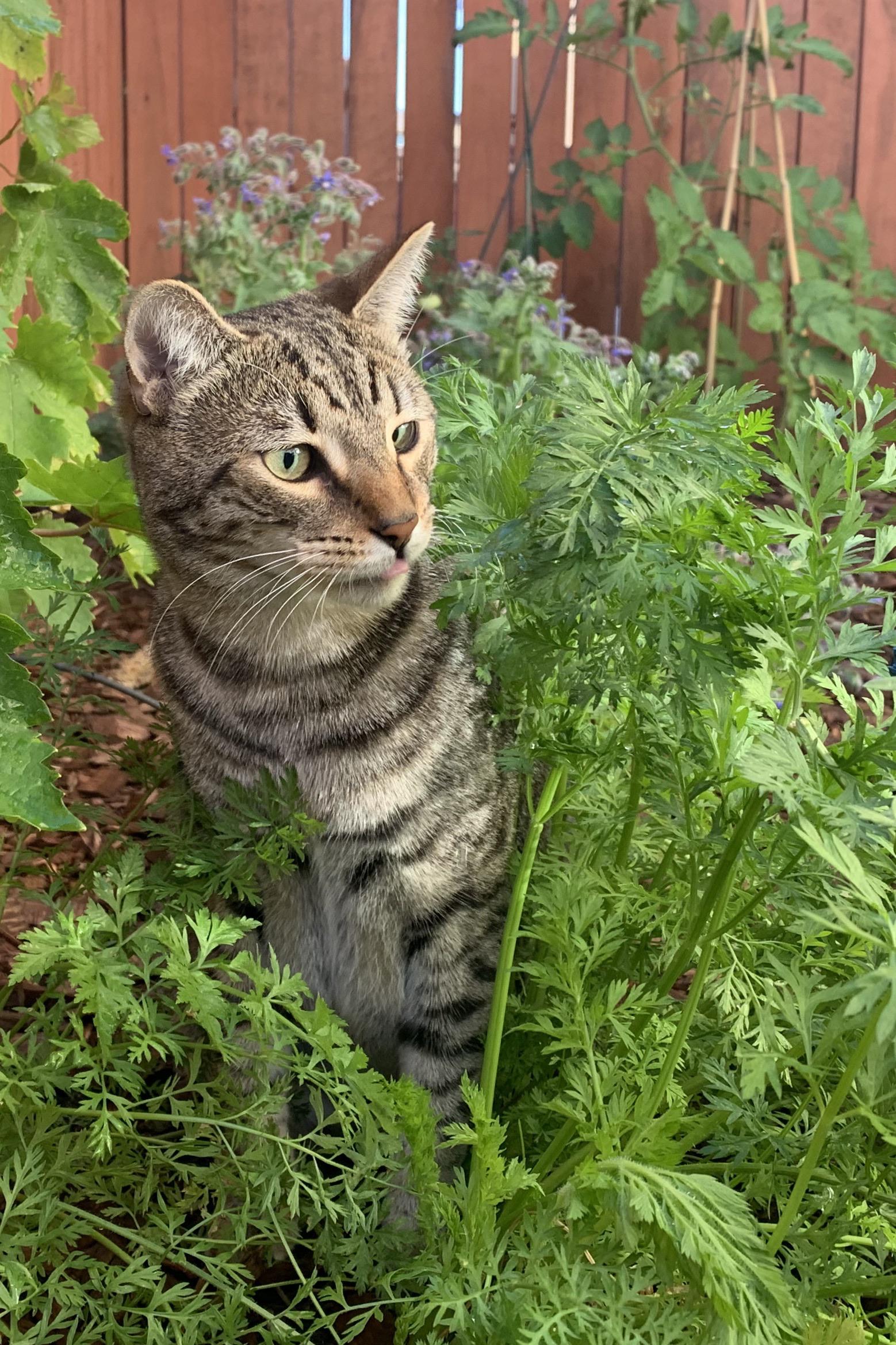 Weird looking carrot | Scrolller