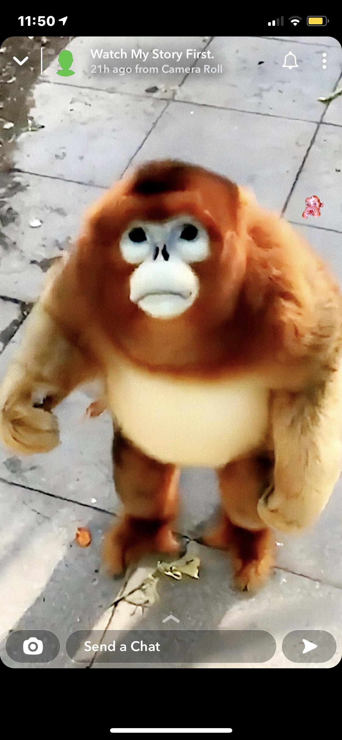 weird looking monkey | Scrolller