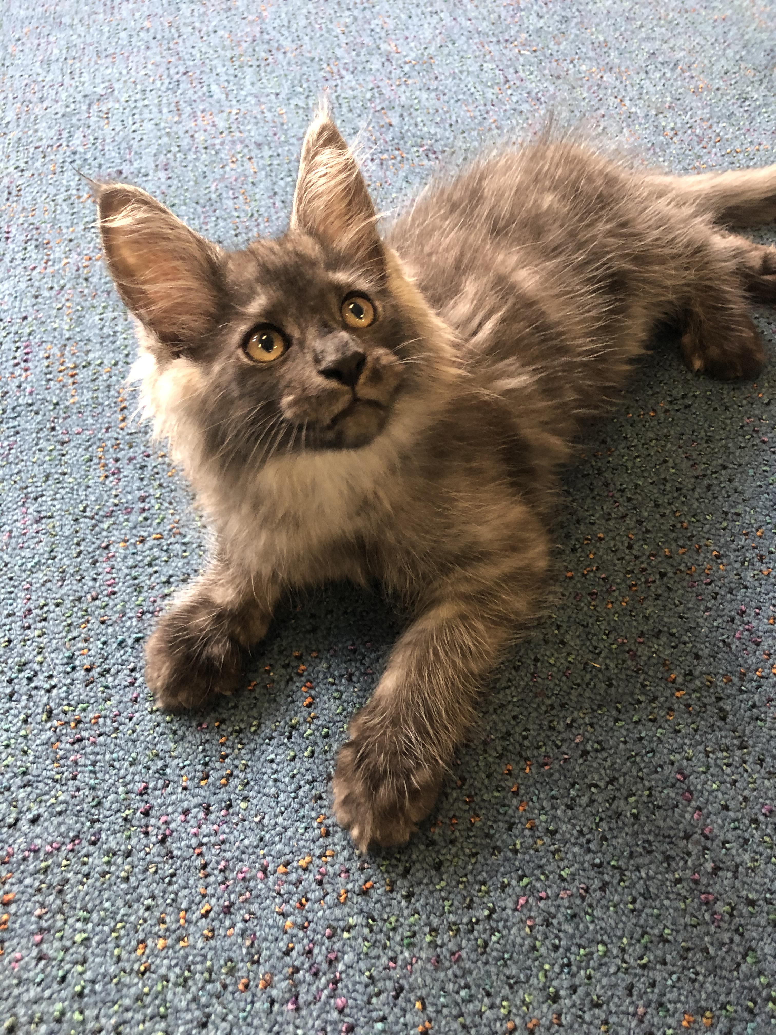 Welcome home Casper! | Scrolller