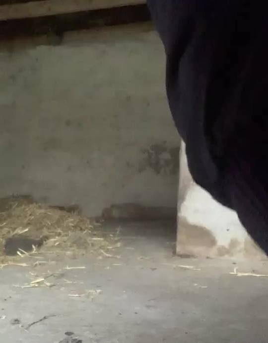 Welcome to my stables | Scrolller