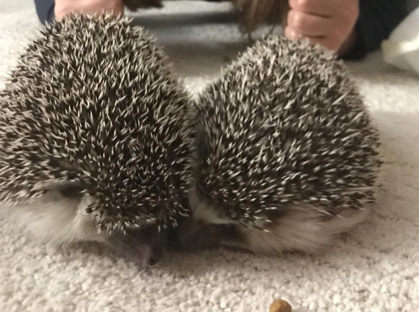Welcoming my second rescued hedgehog, Phyllis! My younger boy Benson is on the right. | Scrolller