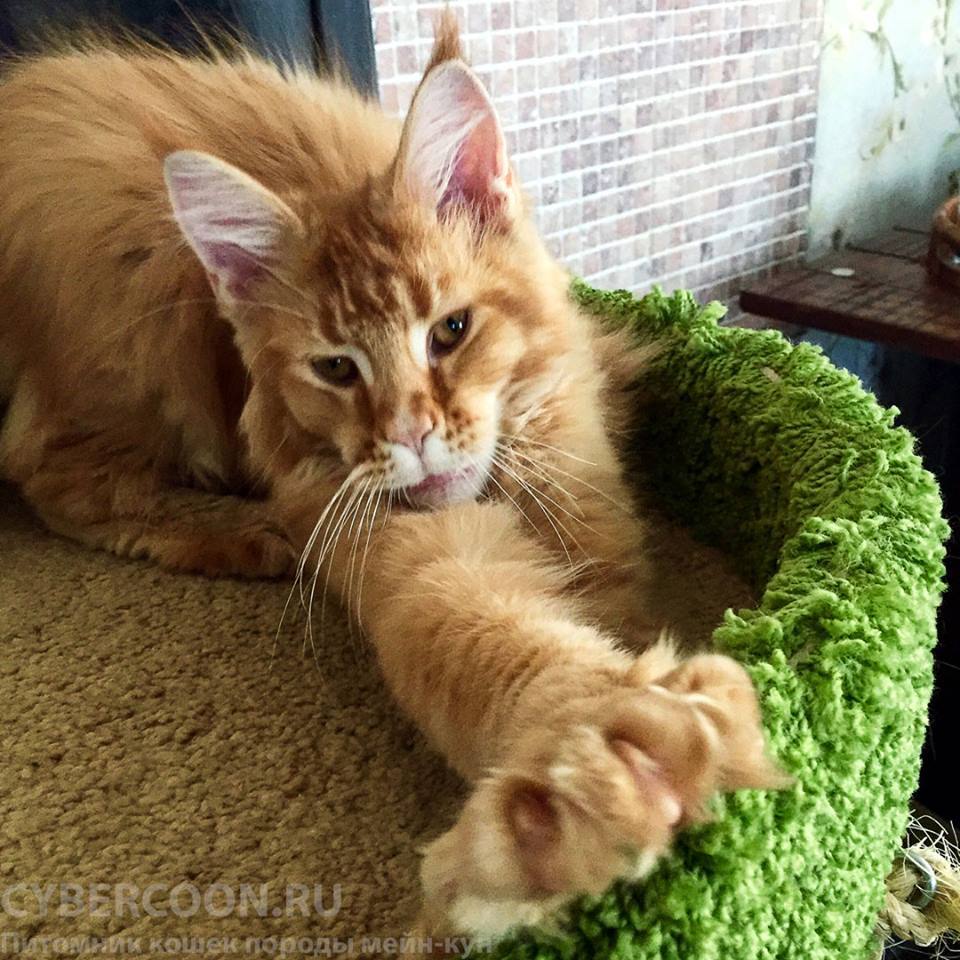 Well, give me the paw! | Scrolller