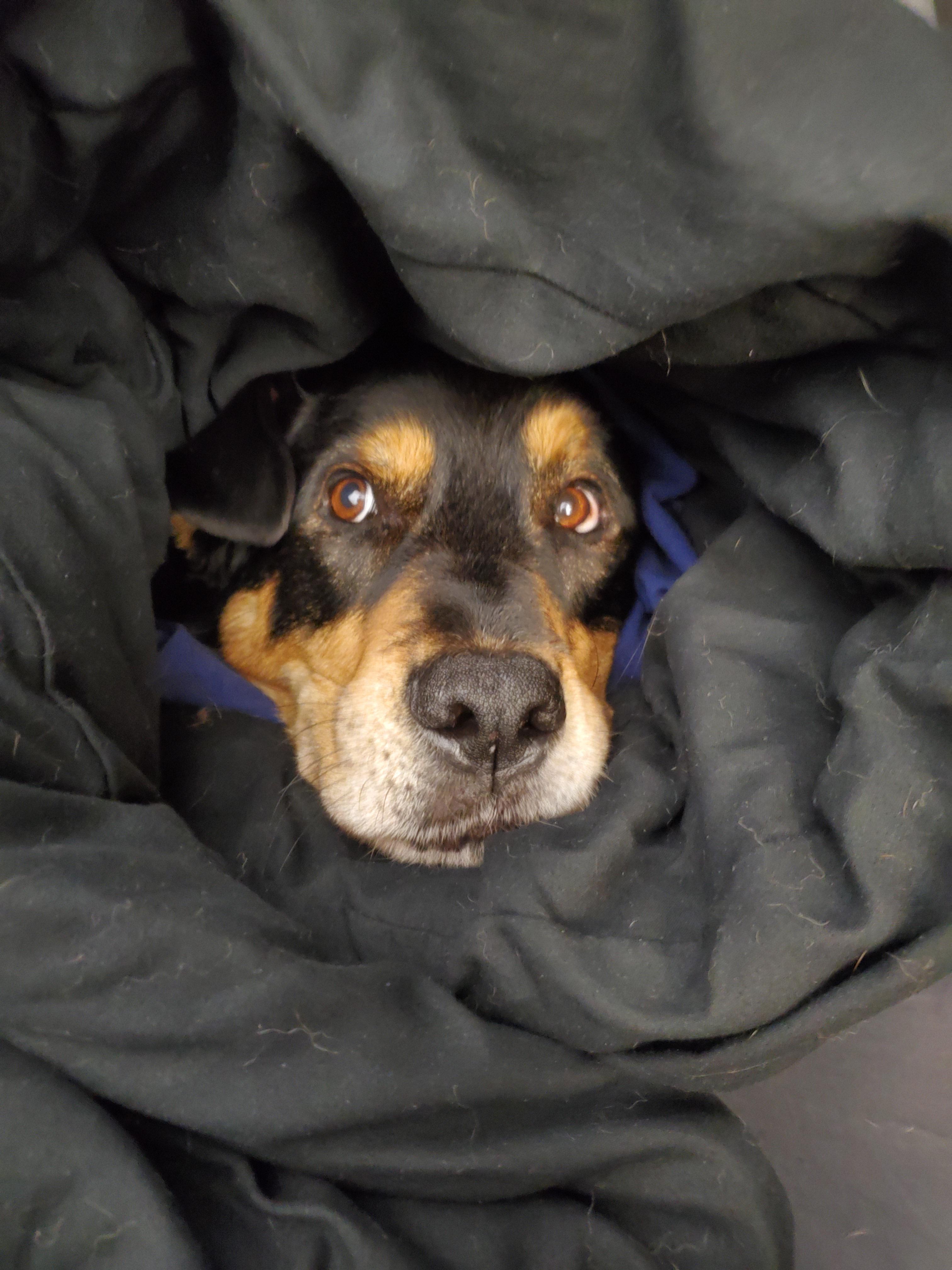 Well he isnt a pupper but still act as one | Scrolller