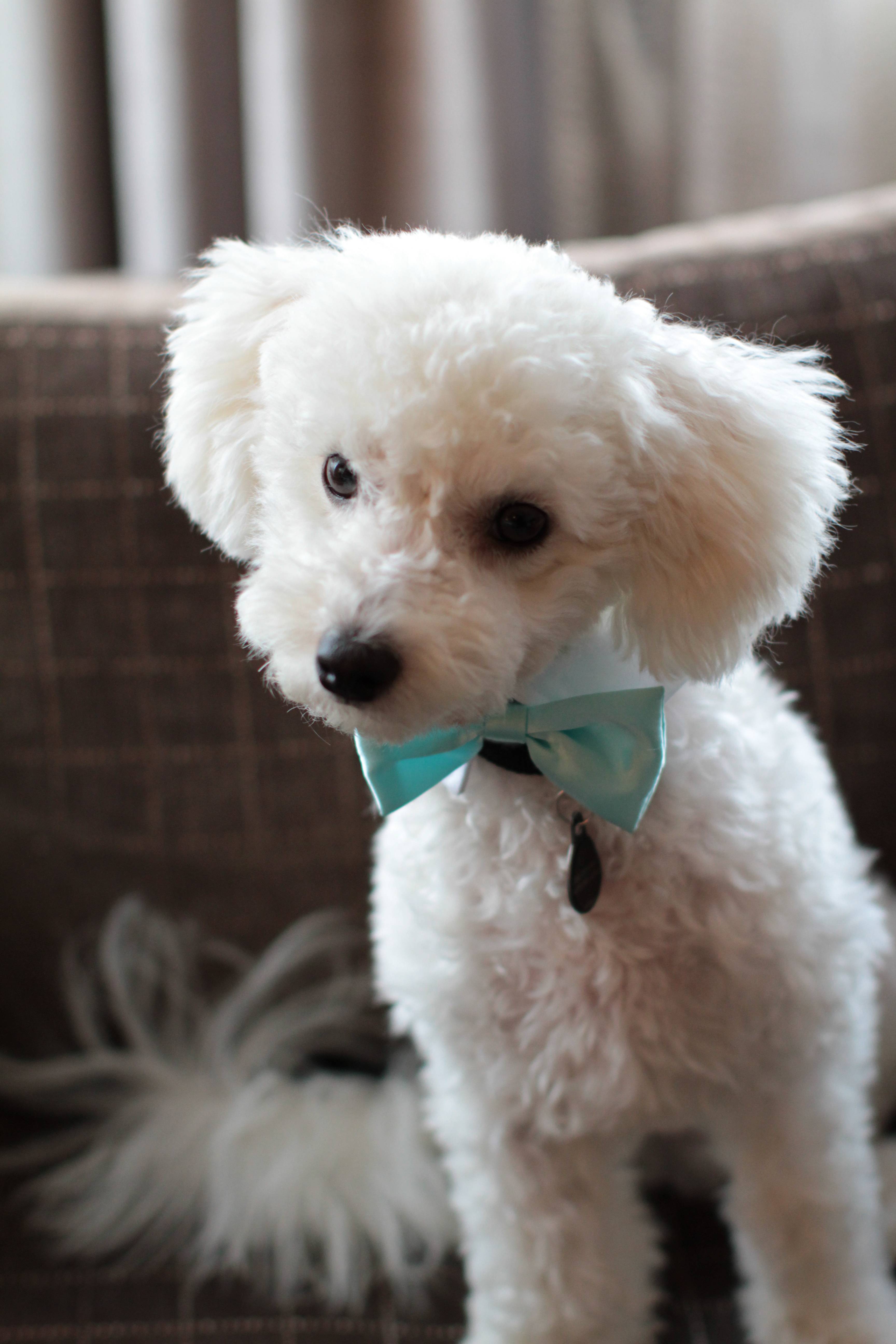 well, i *am* fancy (x-post from aww) | Scrolller