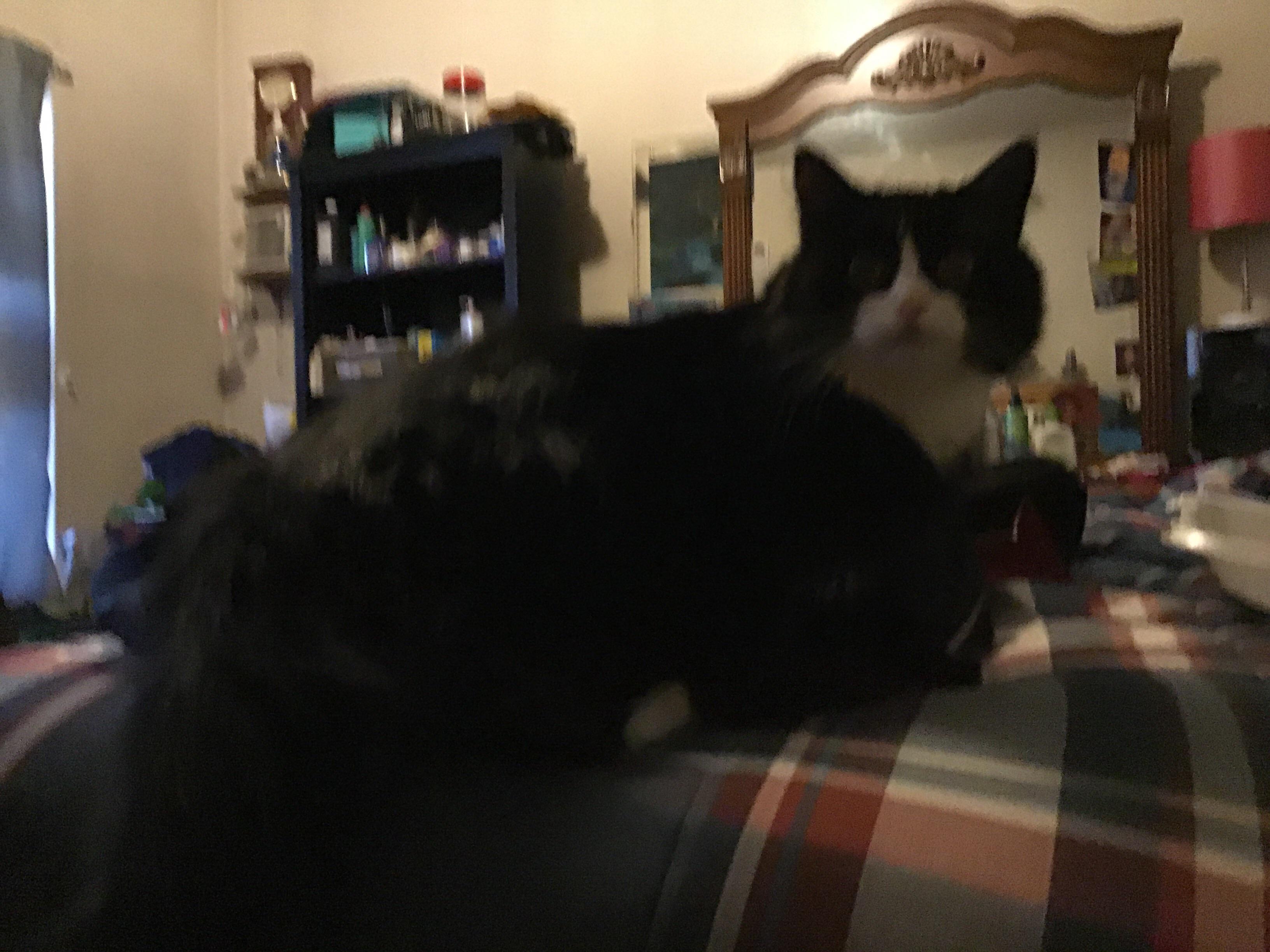 Well it’s a chonky boi | Scrolller