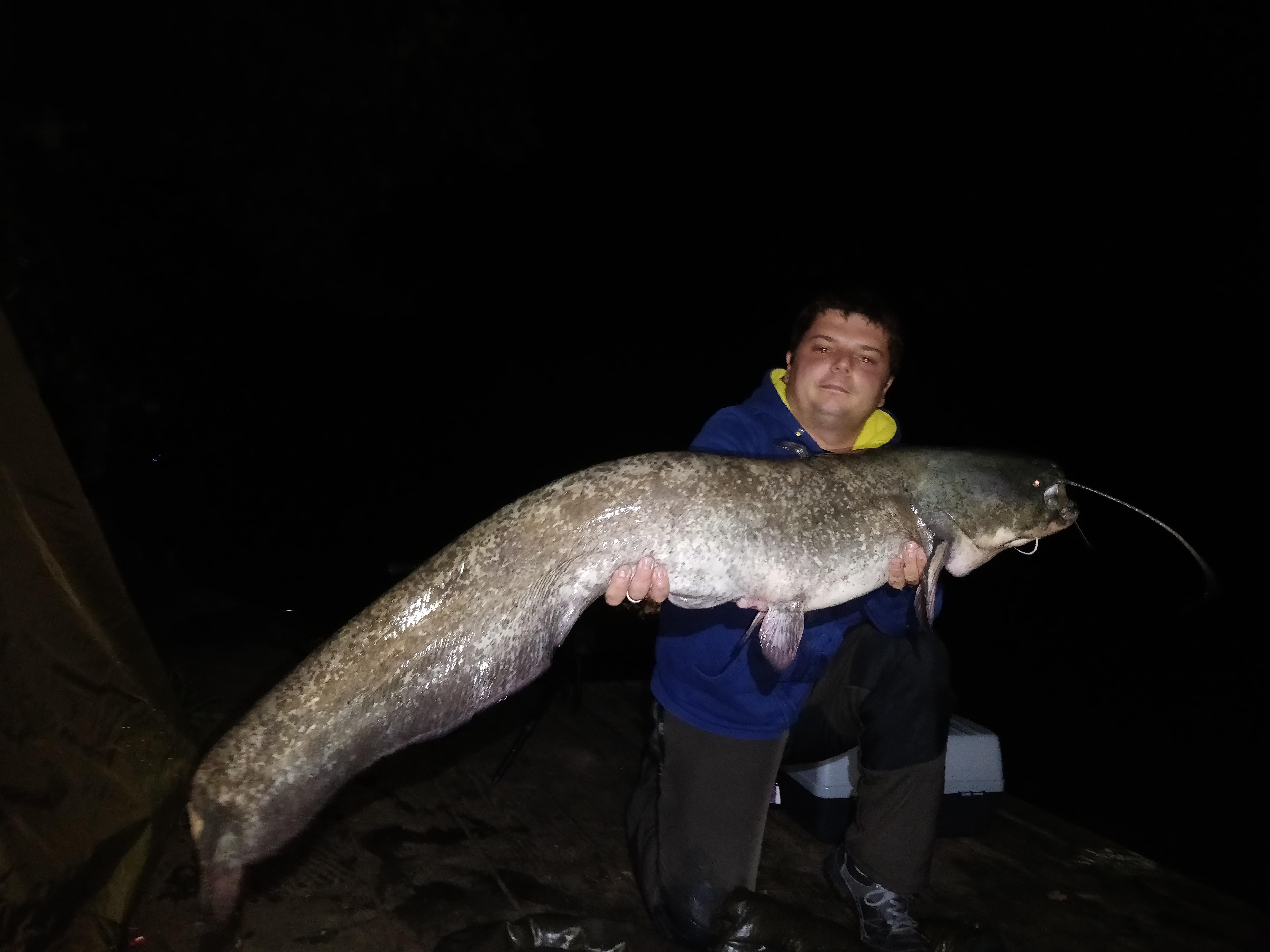 Wels catfish | Scrolller