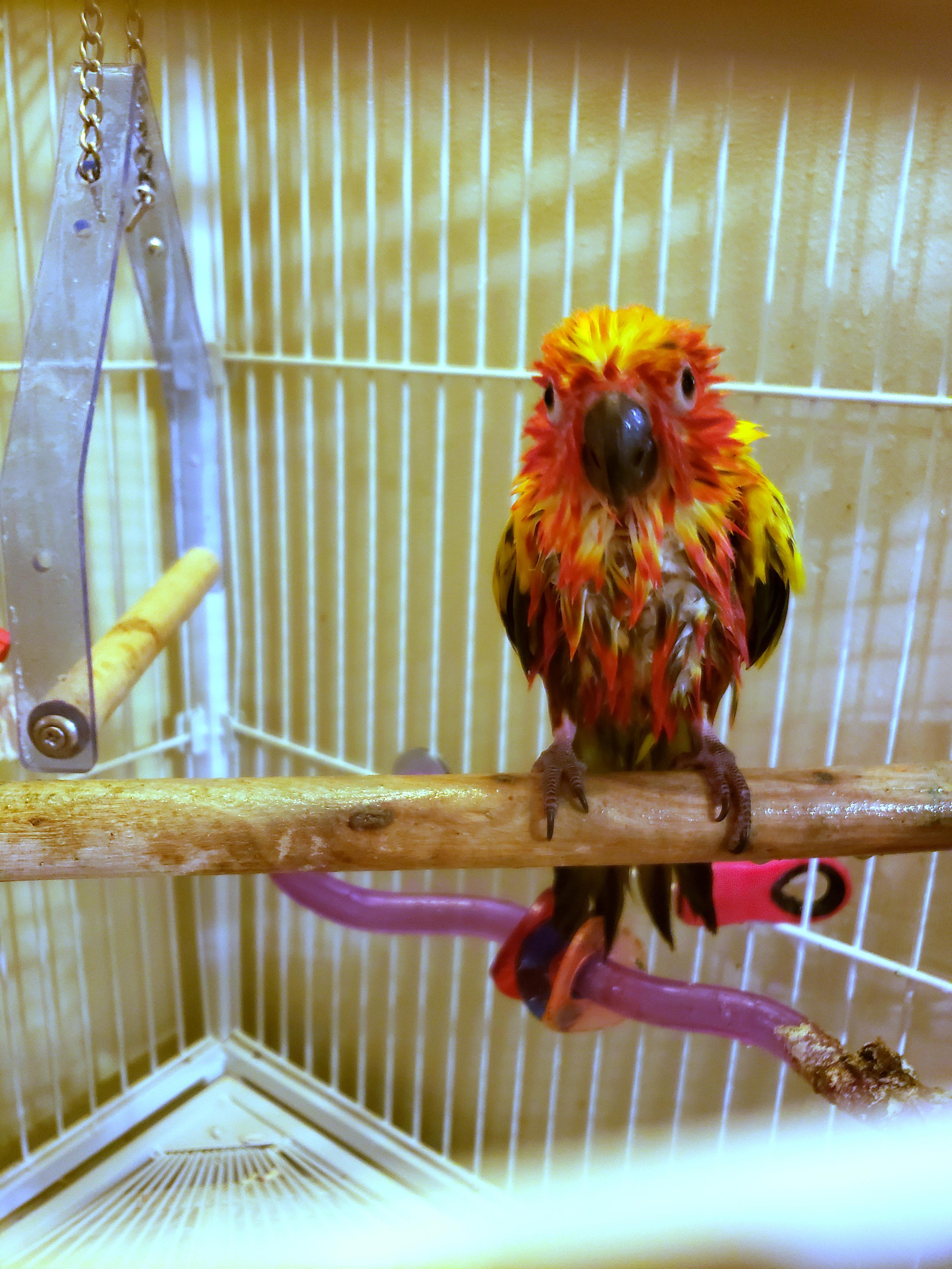 Wet Birb | Scrolller