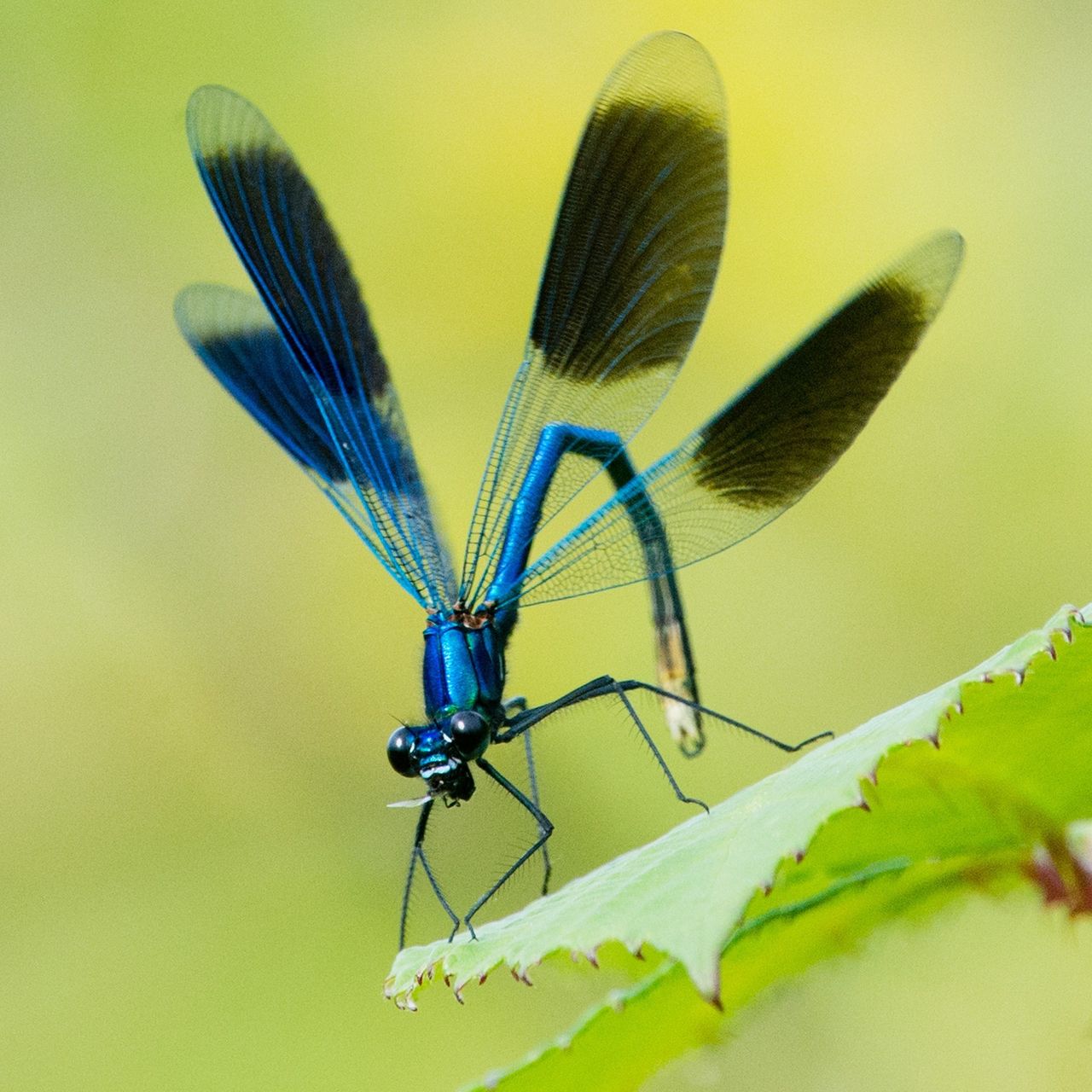 What a beautiful insect ! | Scrolller