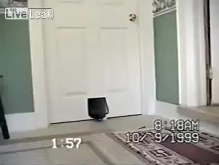 What a complete moron | Scrolller