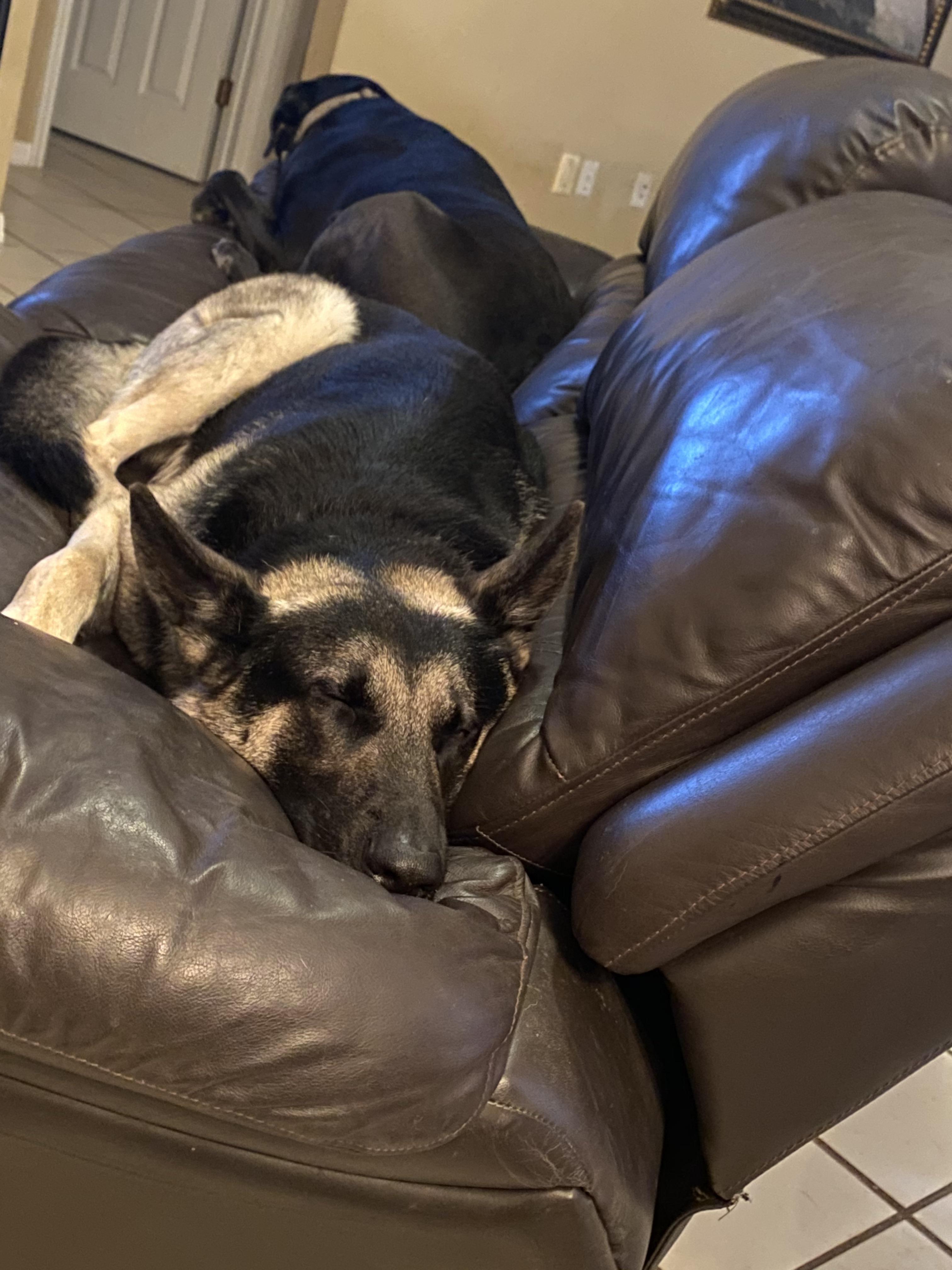 What a ruff day at the bark! | Scrolller