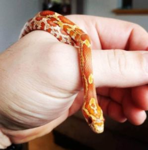 What about the Corn Snake? | Scrolller