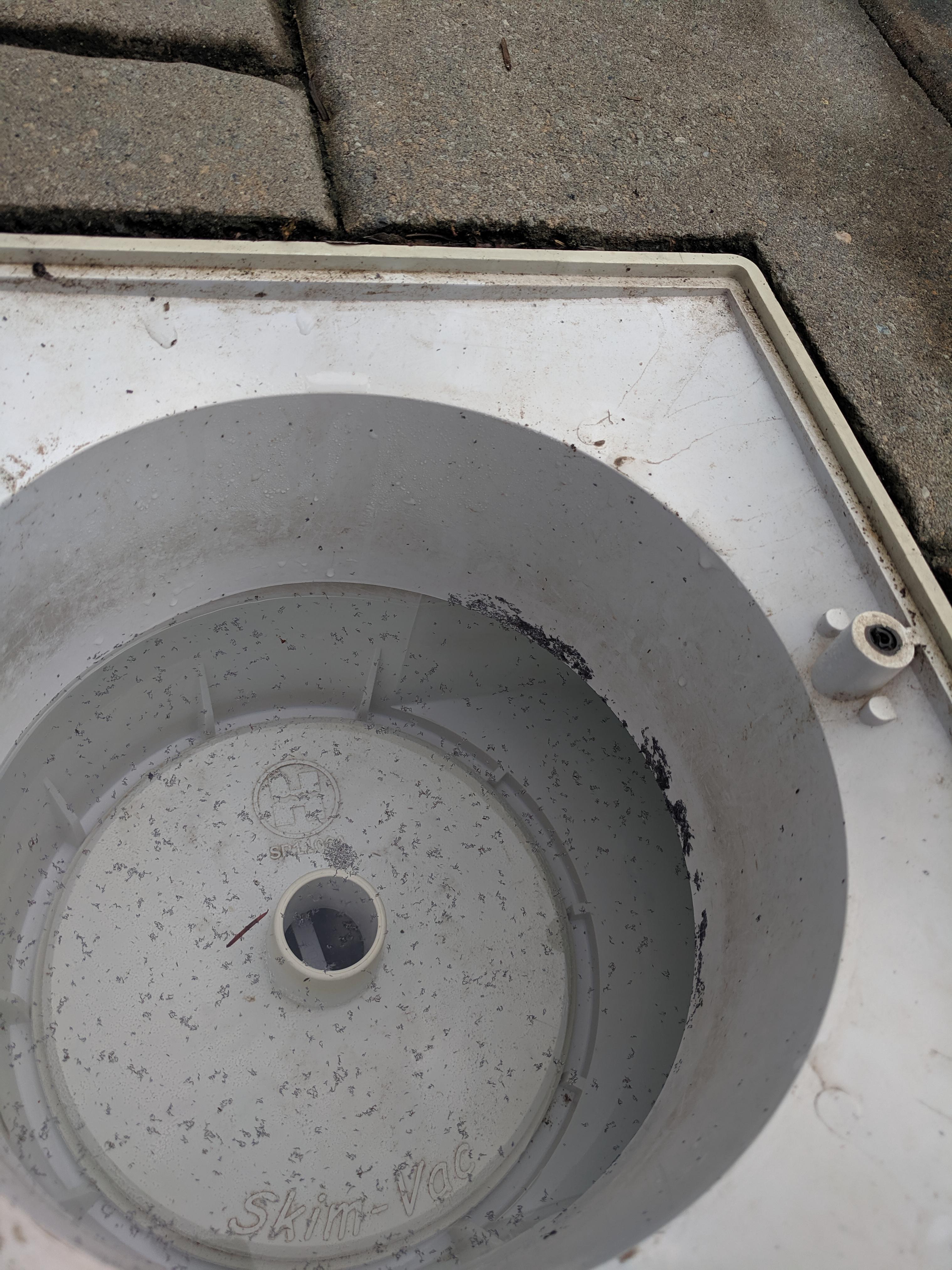 What are these tiny wiggling denim colored floaters | Scrolller