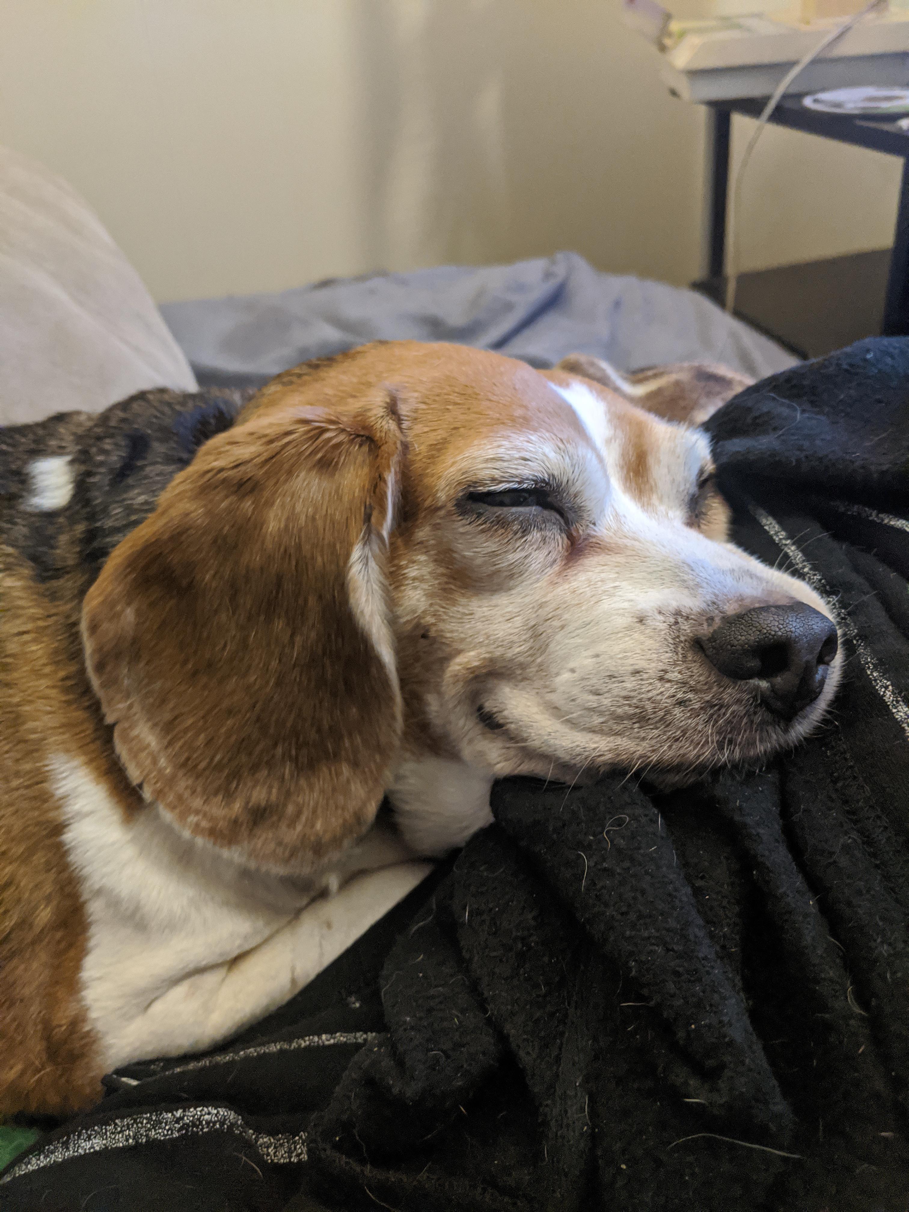 What do doggos dream of when they take a little doggo snooze? | Scrolller