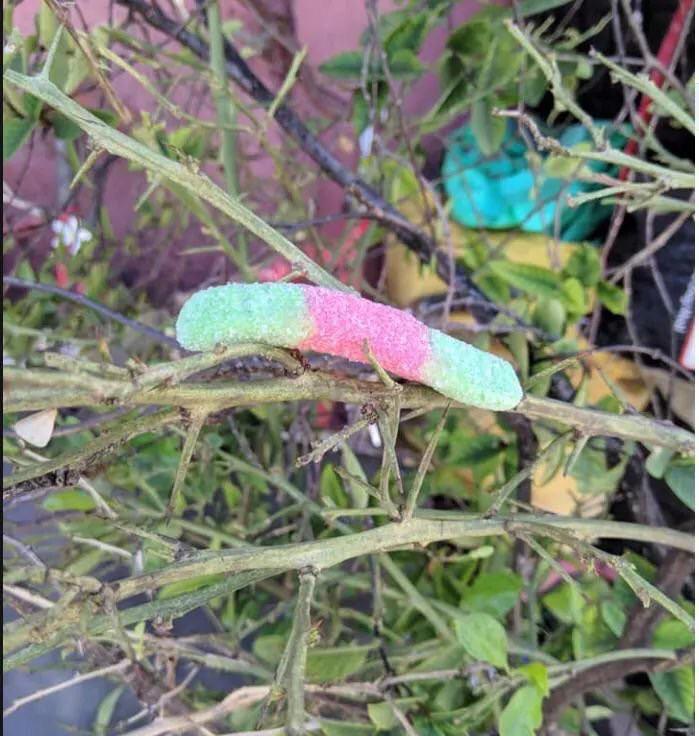 What is this beautiful worm? | Scrolller