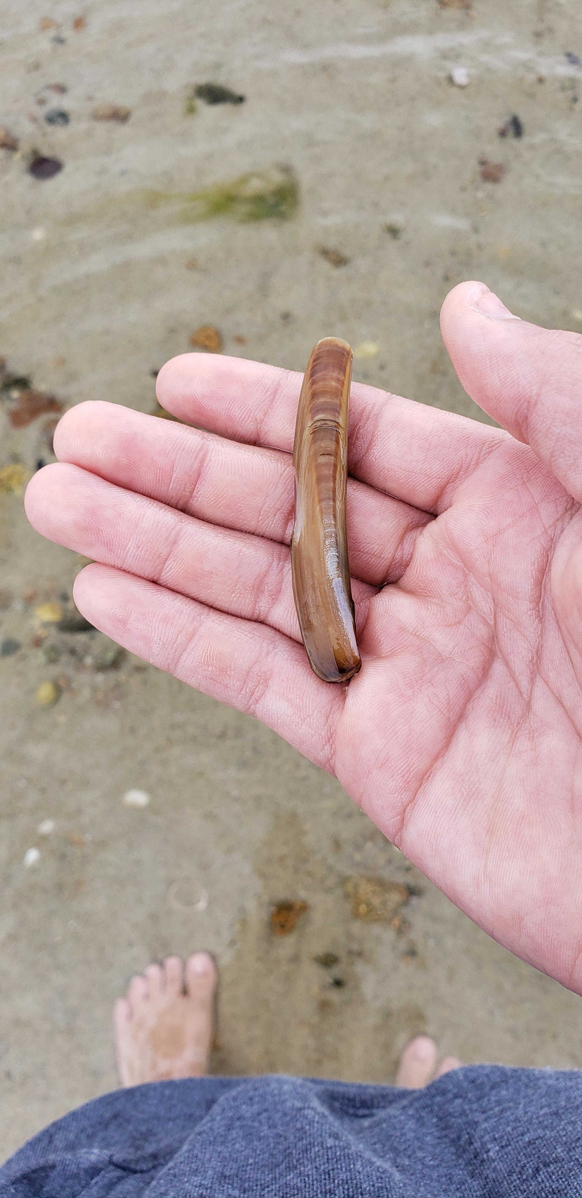 What is this? I'm in cape cod and I saw this move | Scrolller