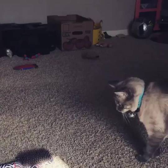 What is this scary thing?! | Scrolller