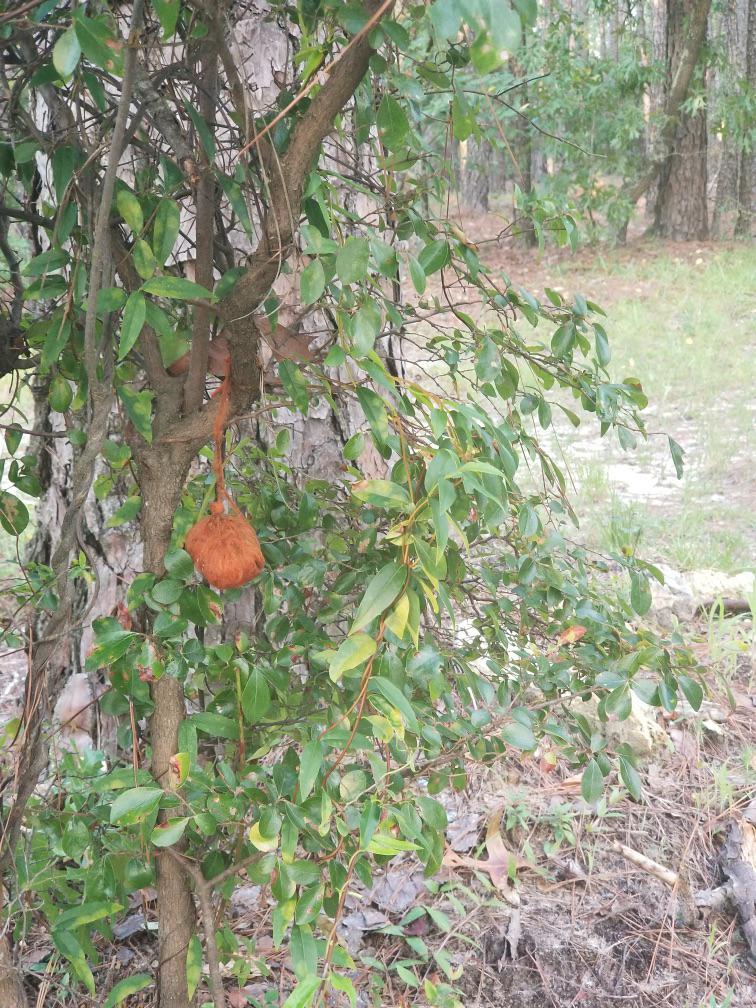 What is this strange bag hanging from a tree in a grave yard? | Scrolller