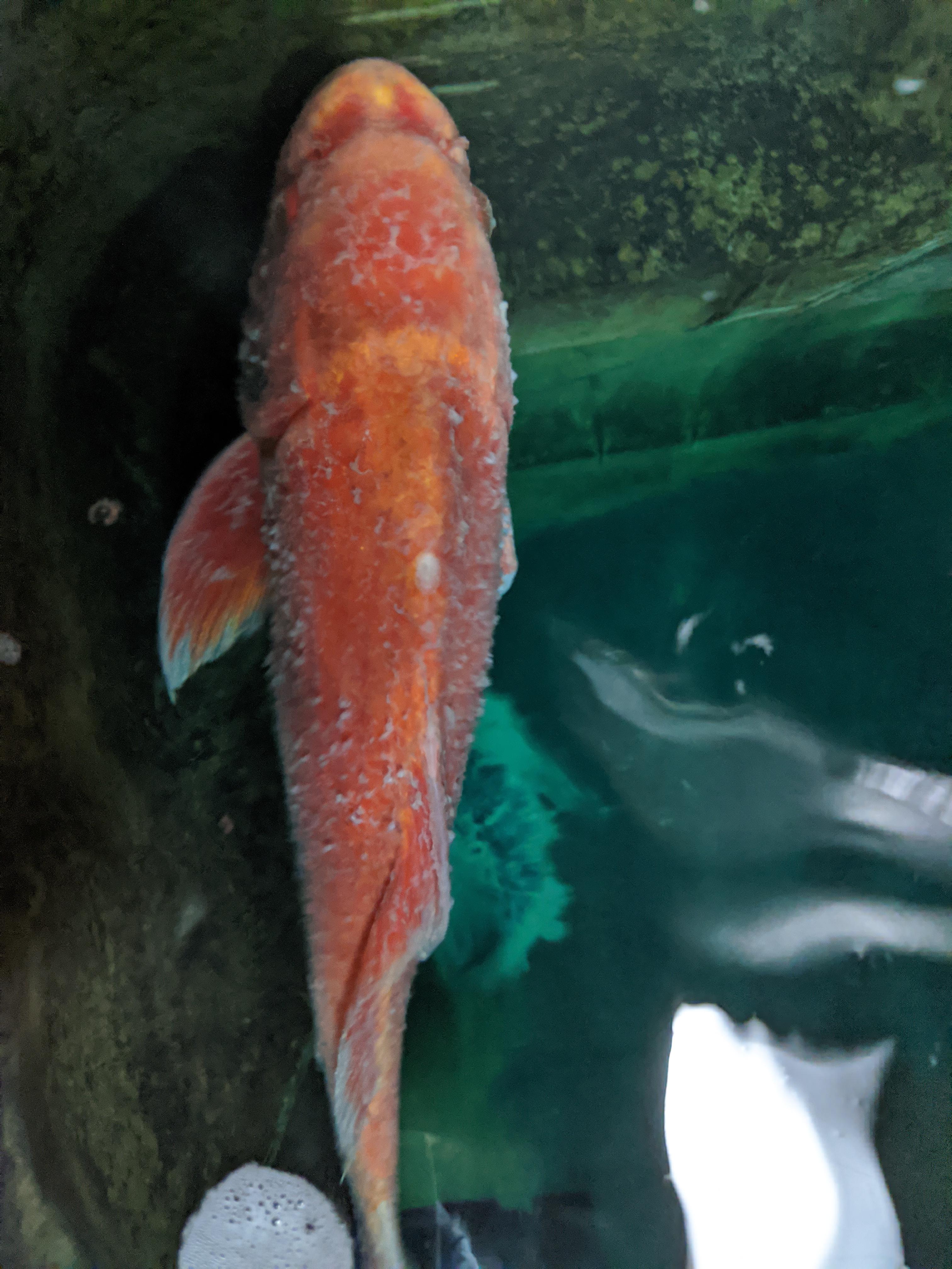 What is wrong with this koi? | Scrolller