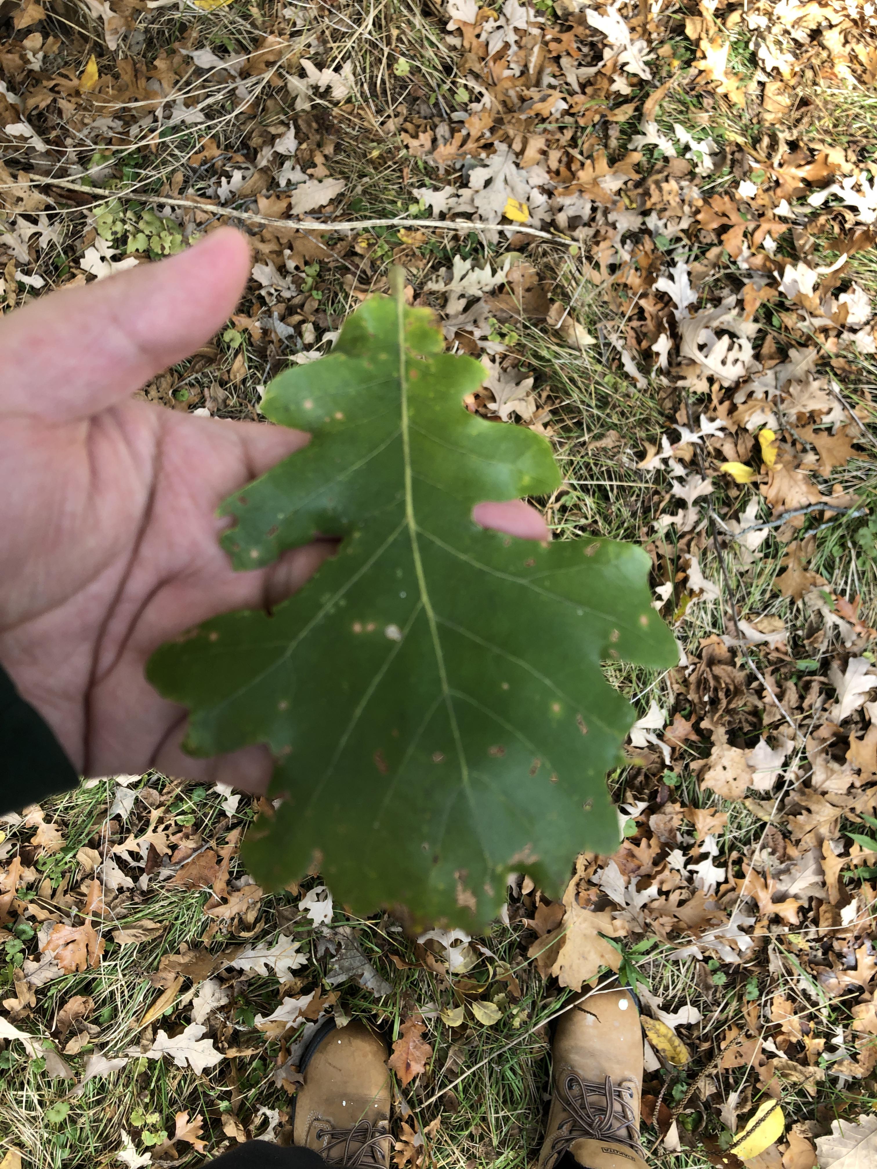 What kind of oak tree is this? | Scrolller