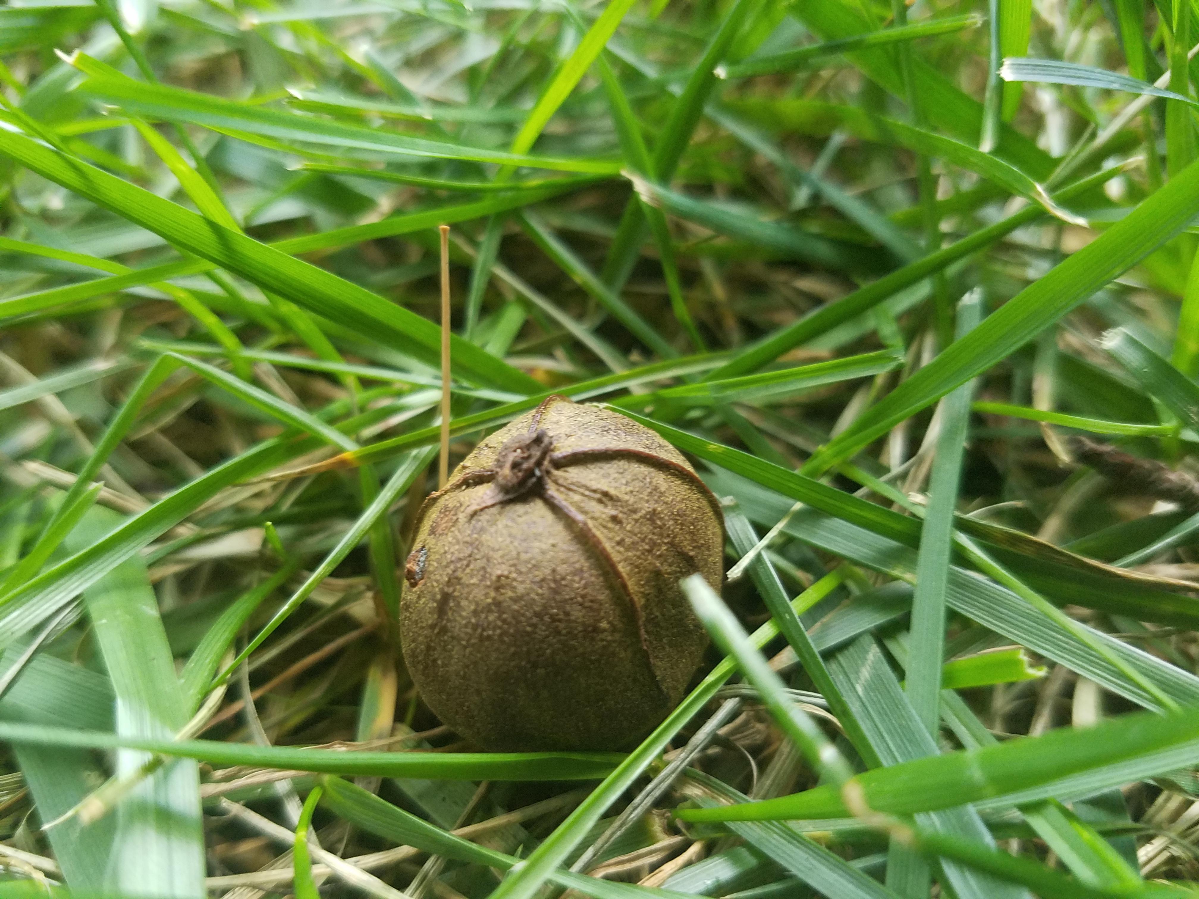 What nut is this? | Scrolller