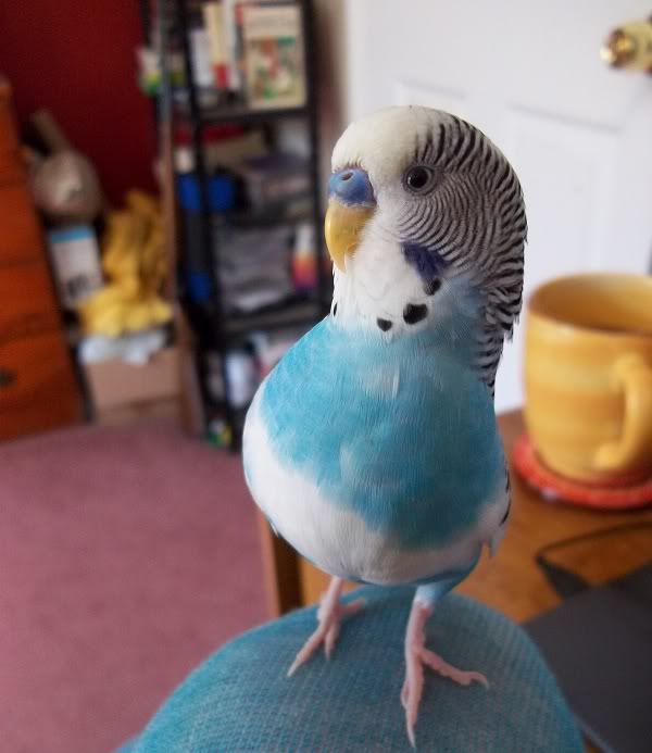 Whatcha doin? 🐦 | Scrolller