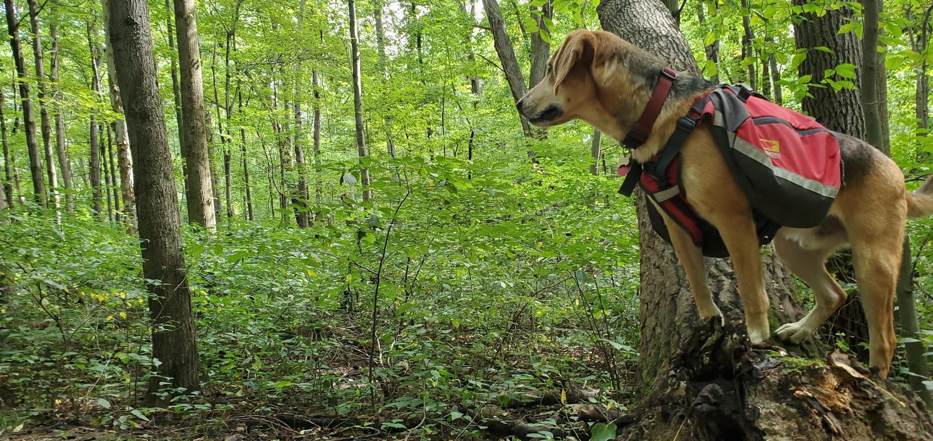 Whats better than a dog? A dog on a log! | Scrolller