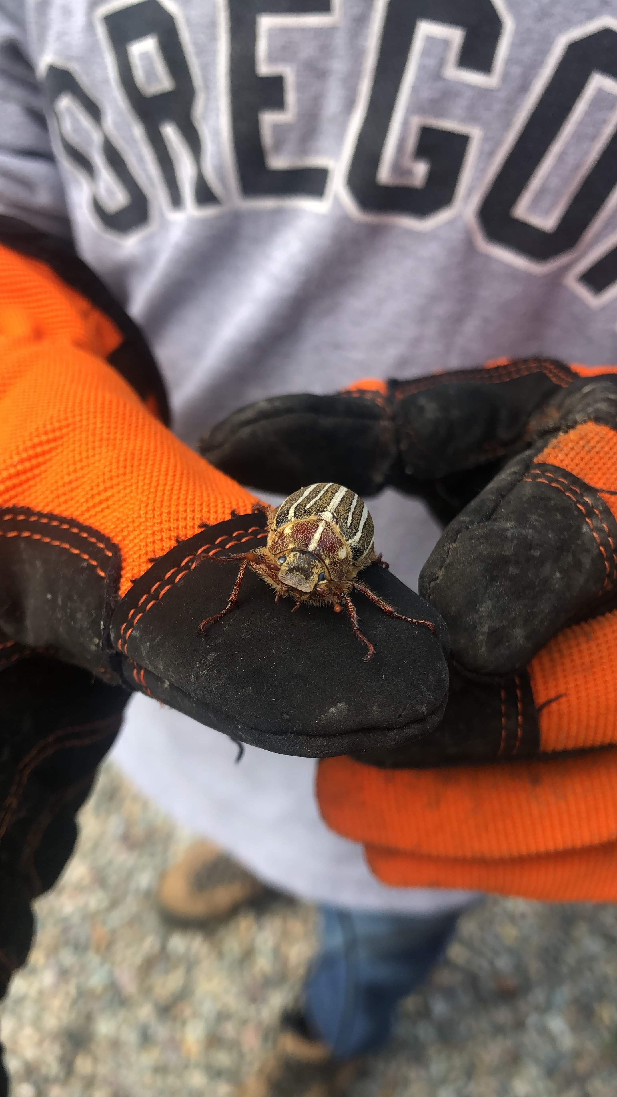 What's this beetle? It keeps making hissing noises. | Scrolller