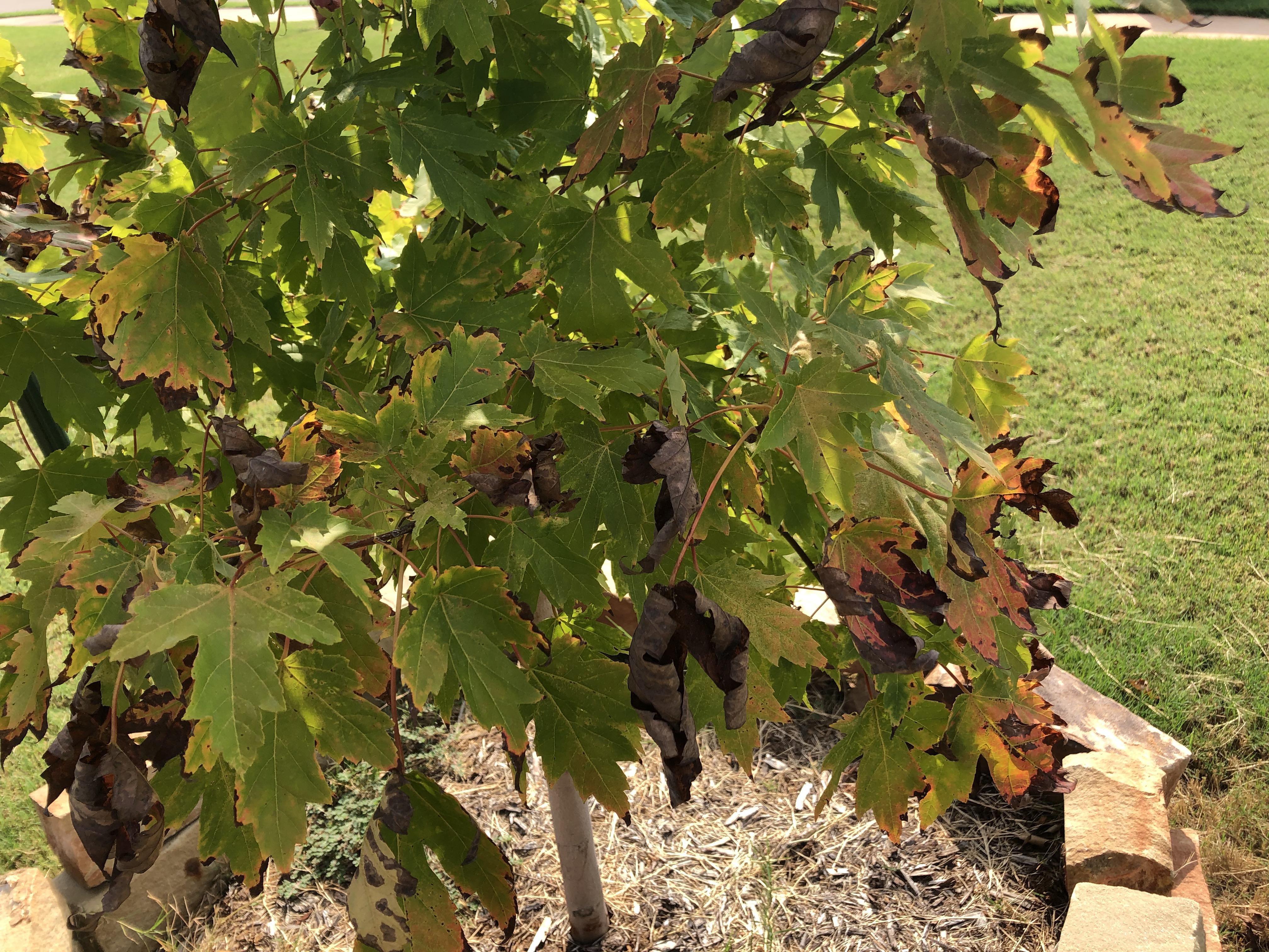 What's wrong with my Autumn Blaze Maple? | Scrolller