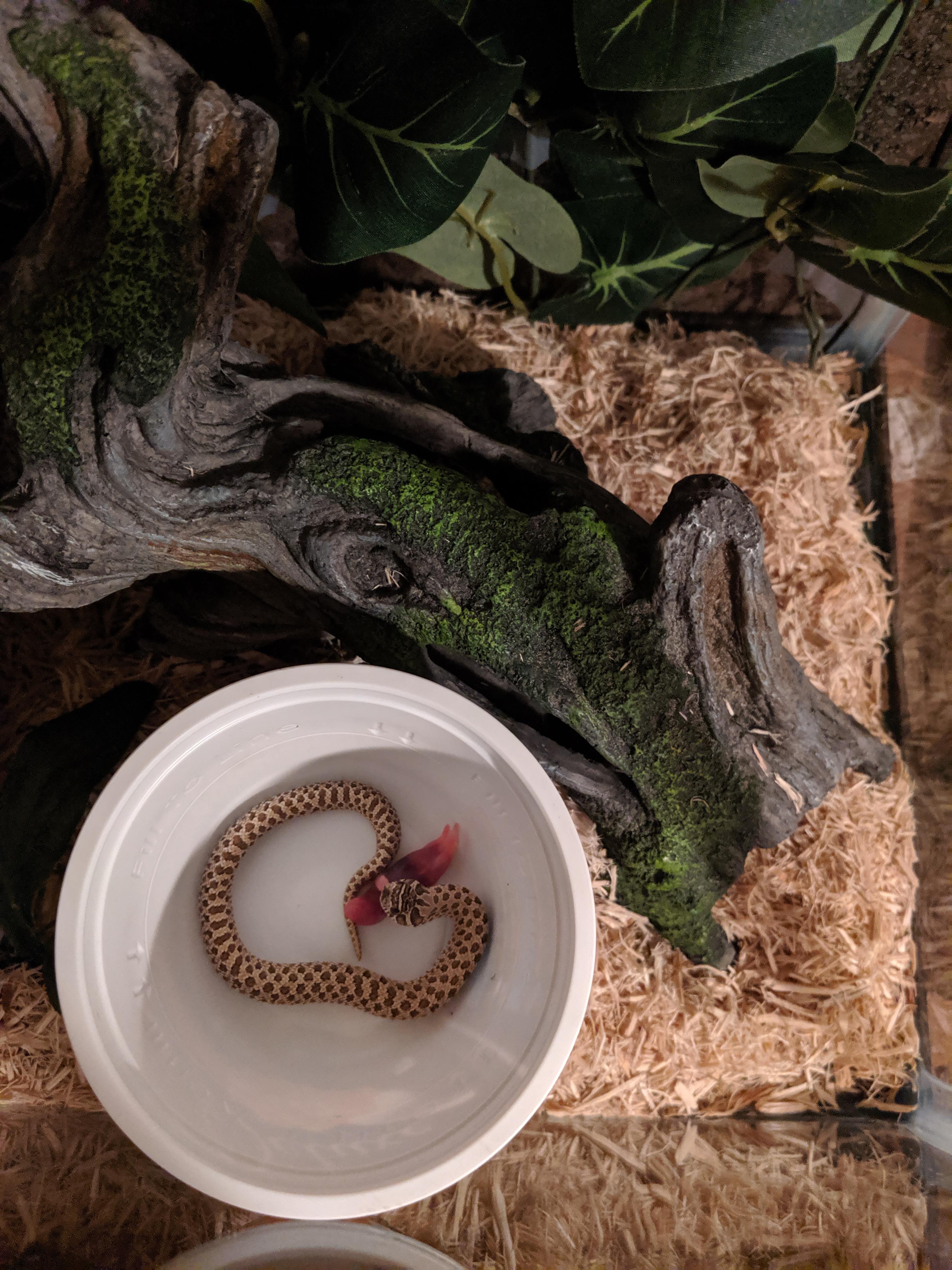 When a snack sounds good but first you need a nap. | Scrolller