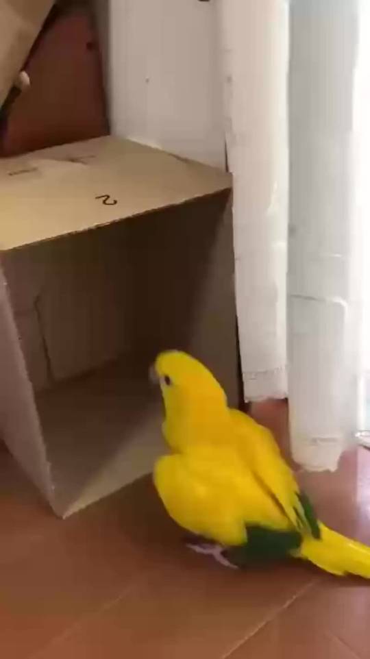 When assembling your bird, please read the instructions carefully ...