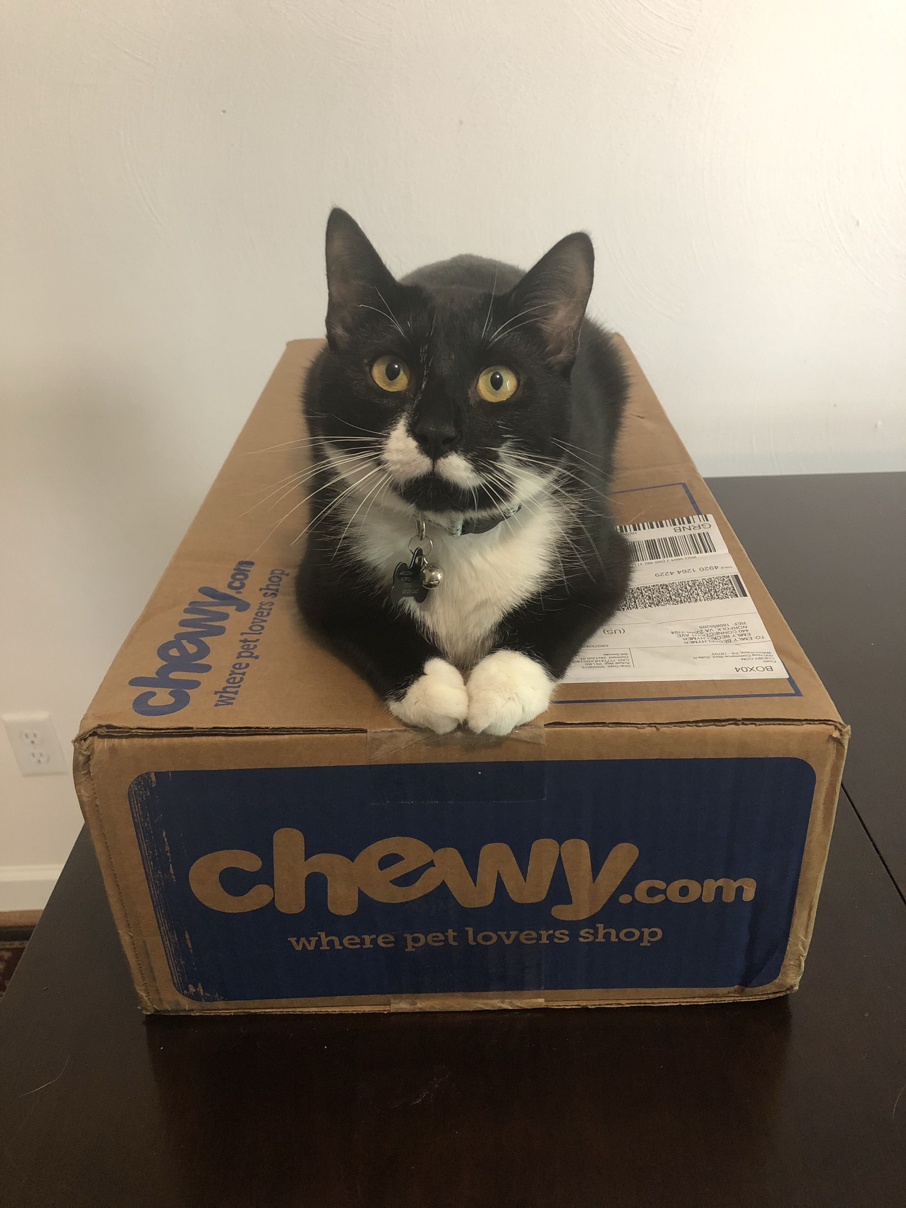 When Gus grows up he wants to be a Chewy model. | Scrolller