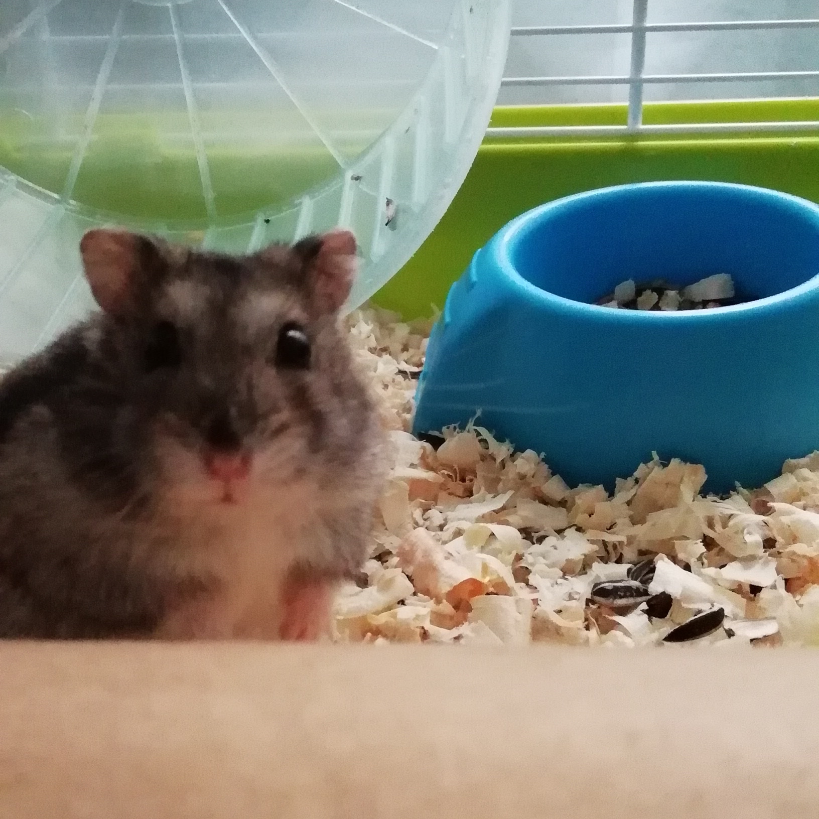 When im look my hamster | Scrolller