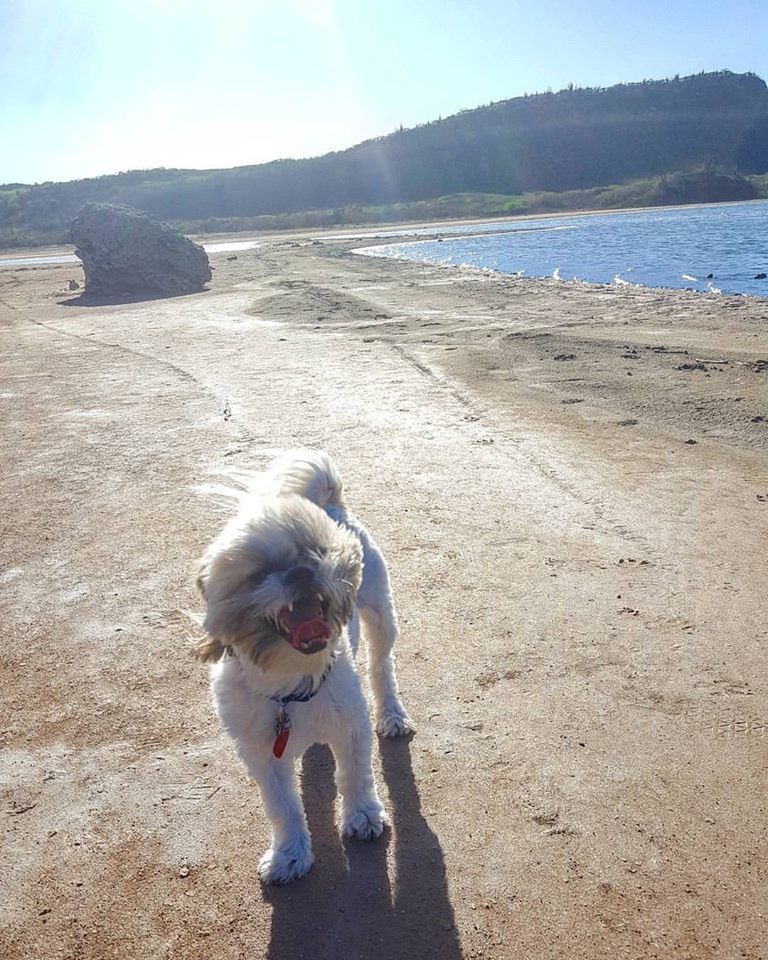 When my shitzu encounters strong winds he eats the air | Scrolller