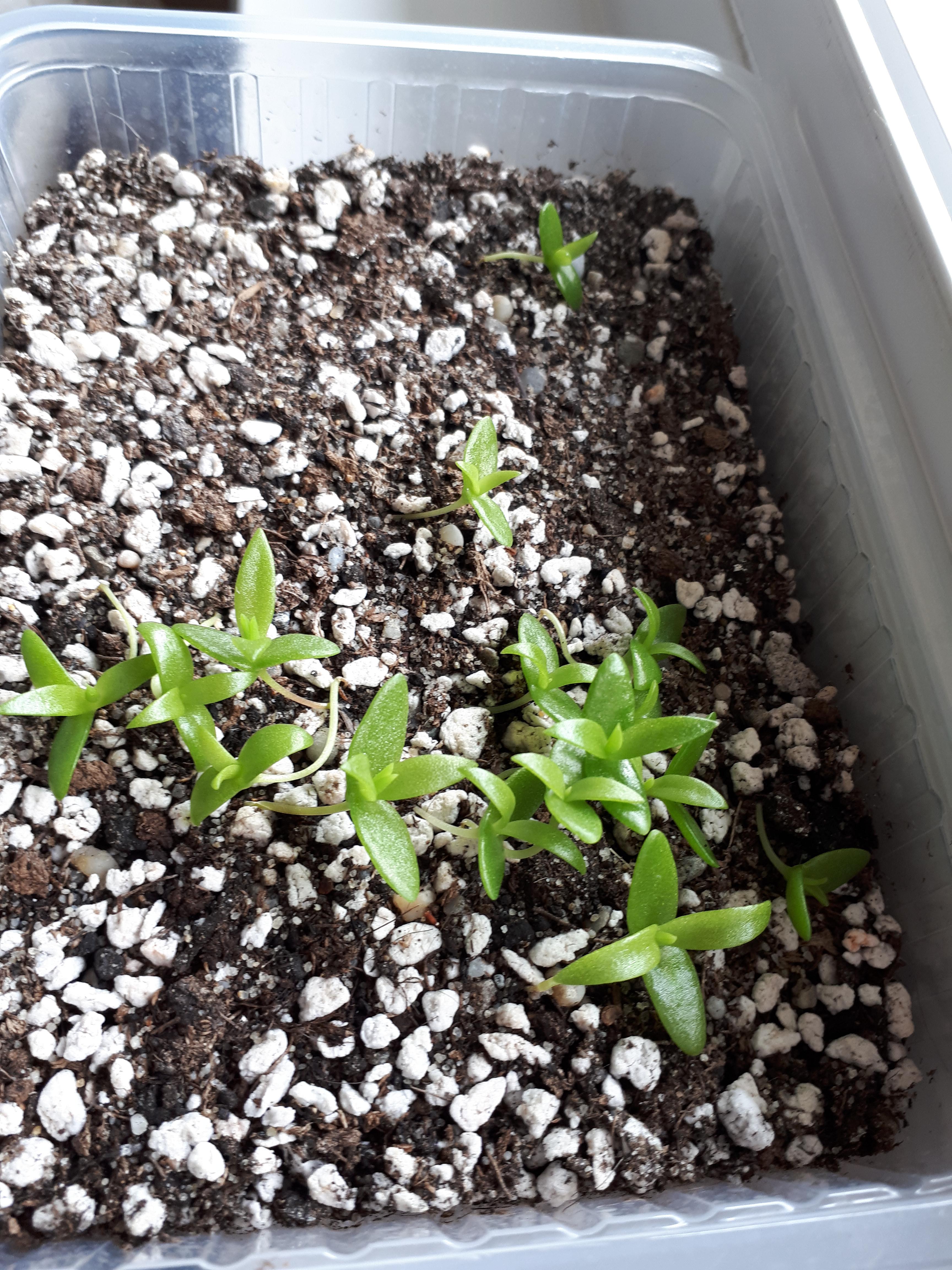 When should I separate and repot them? | Scrolller