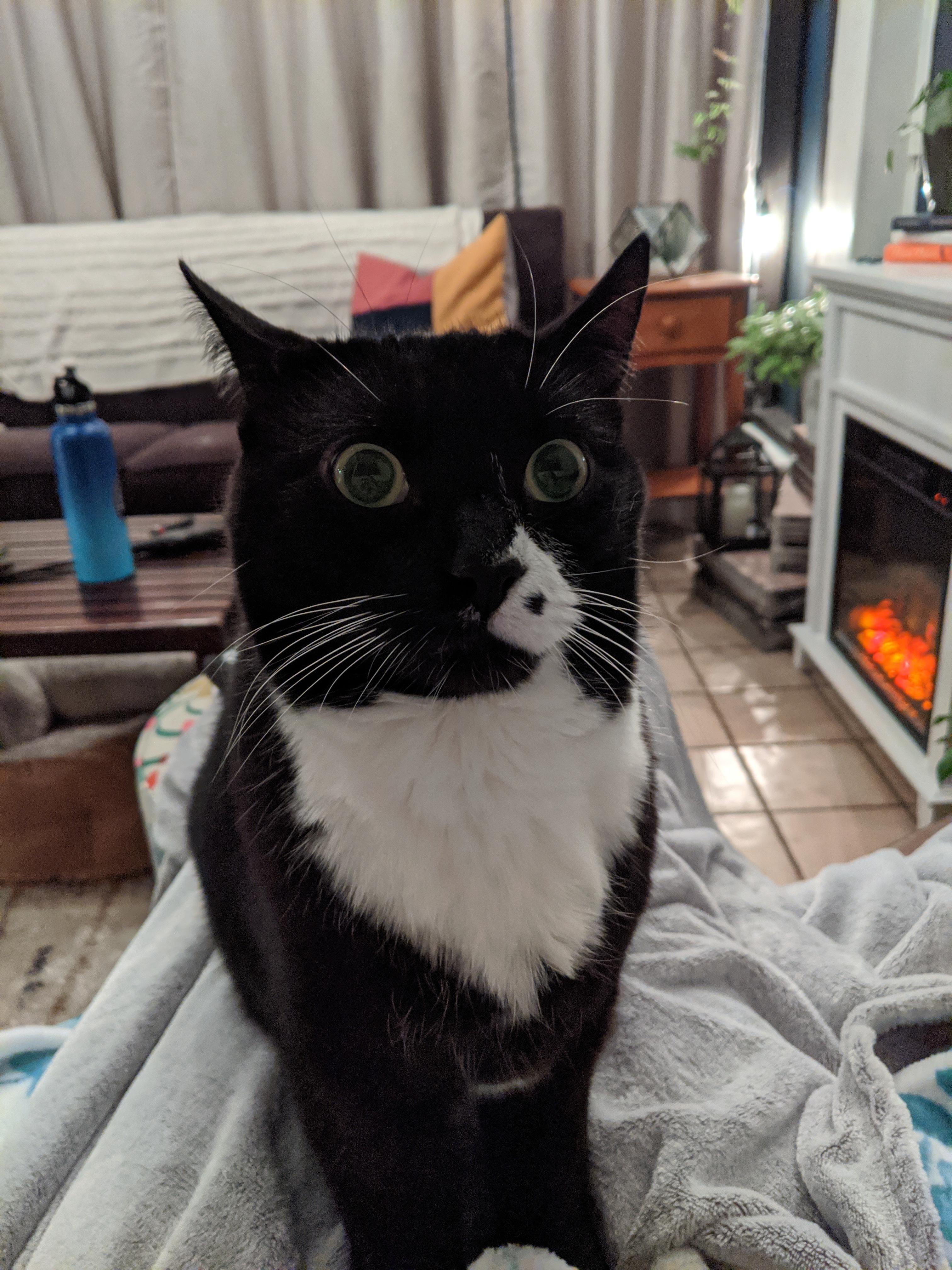 When the catnip suddenly kicks in | Scrolller