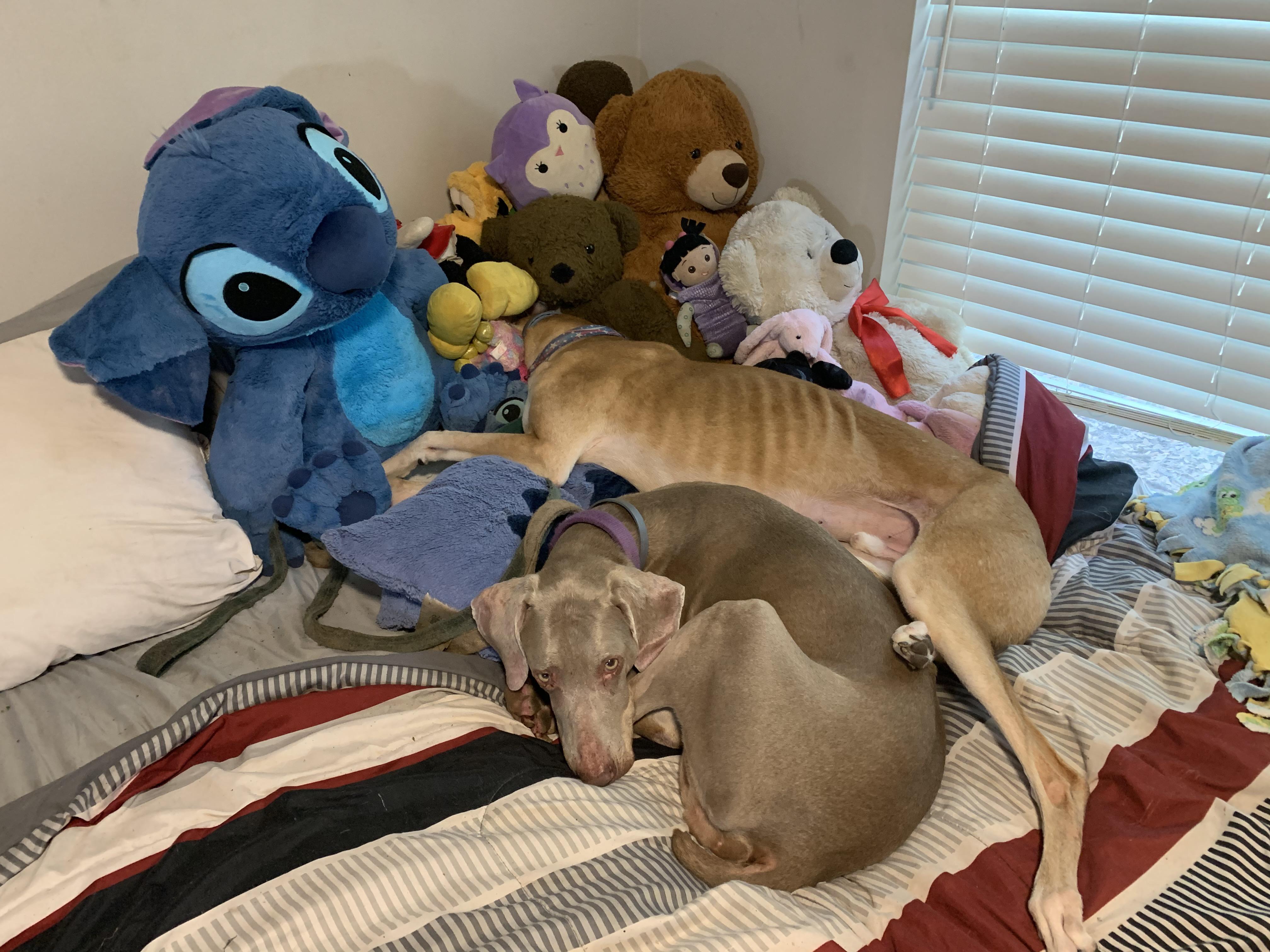 When thunder naps he buries his face in my stuffed animals. | Scrolller