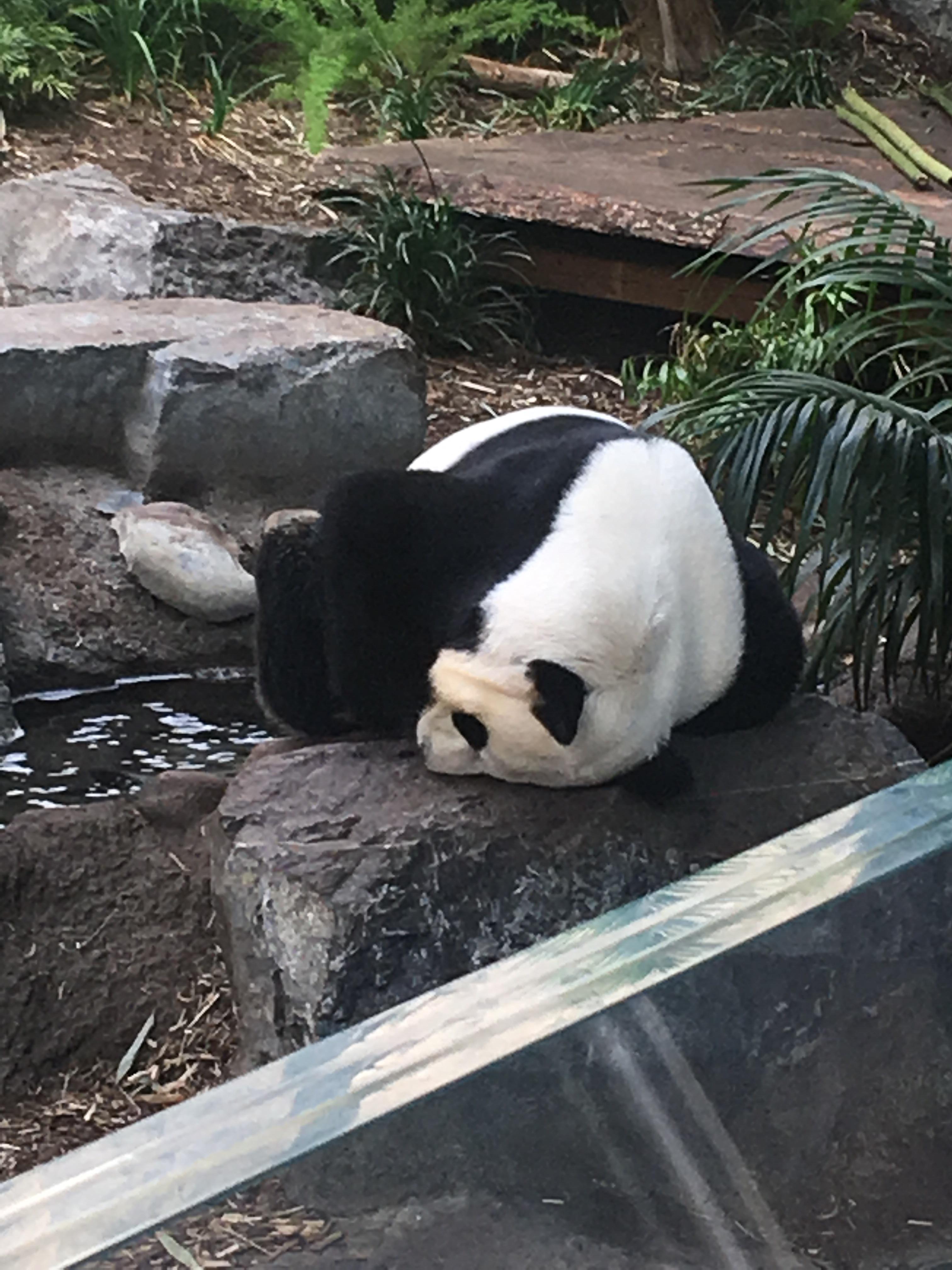 When you find that perfect napping position | Scrolller