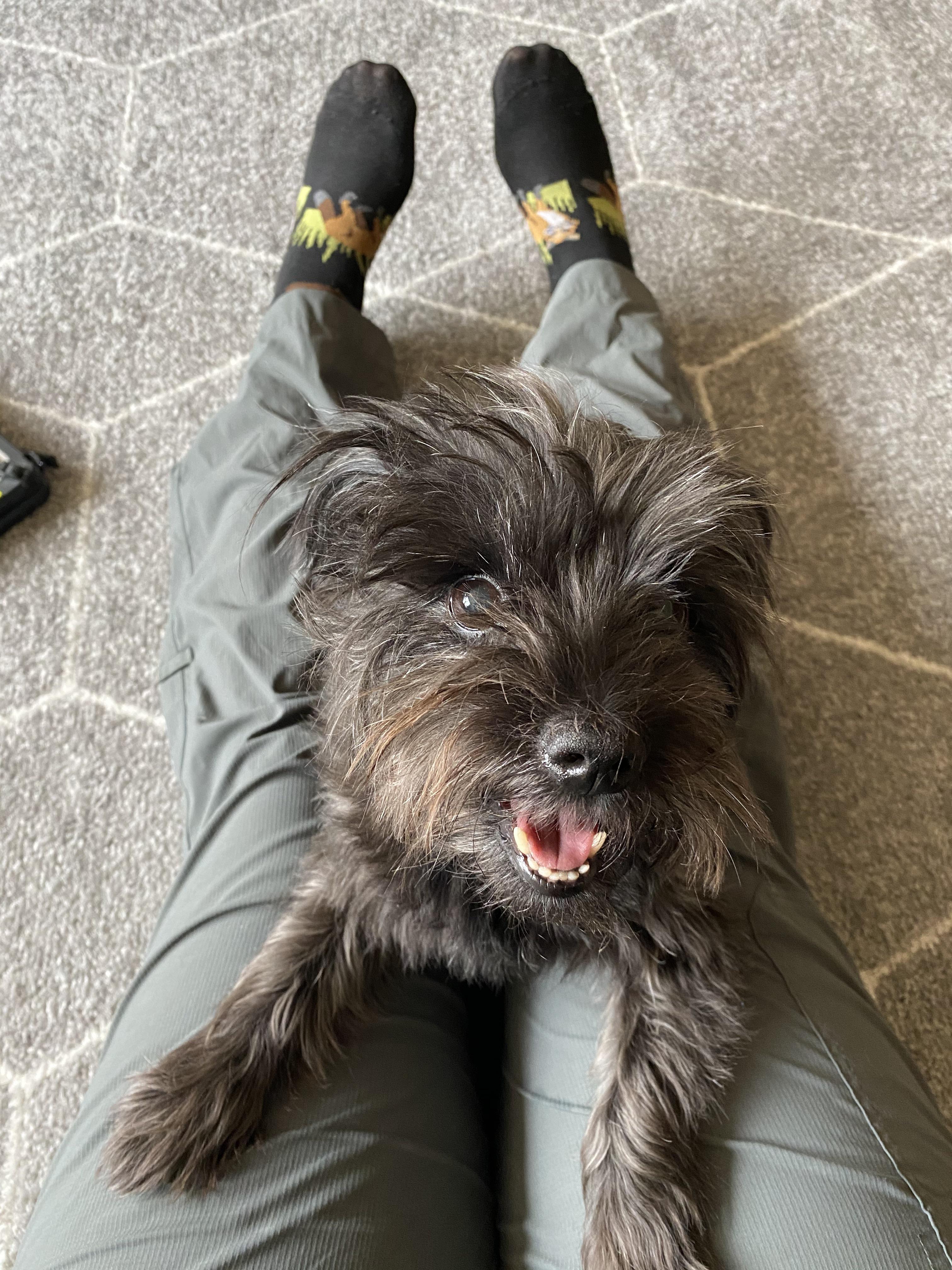 When your dog is excited because you got home early | Scrolller