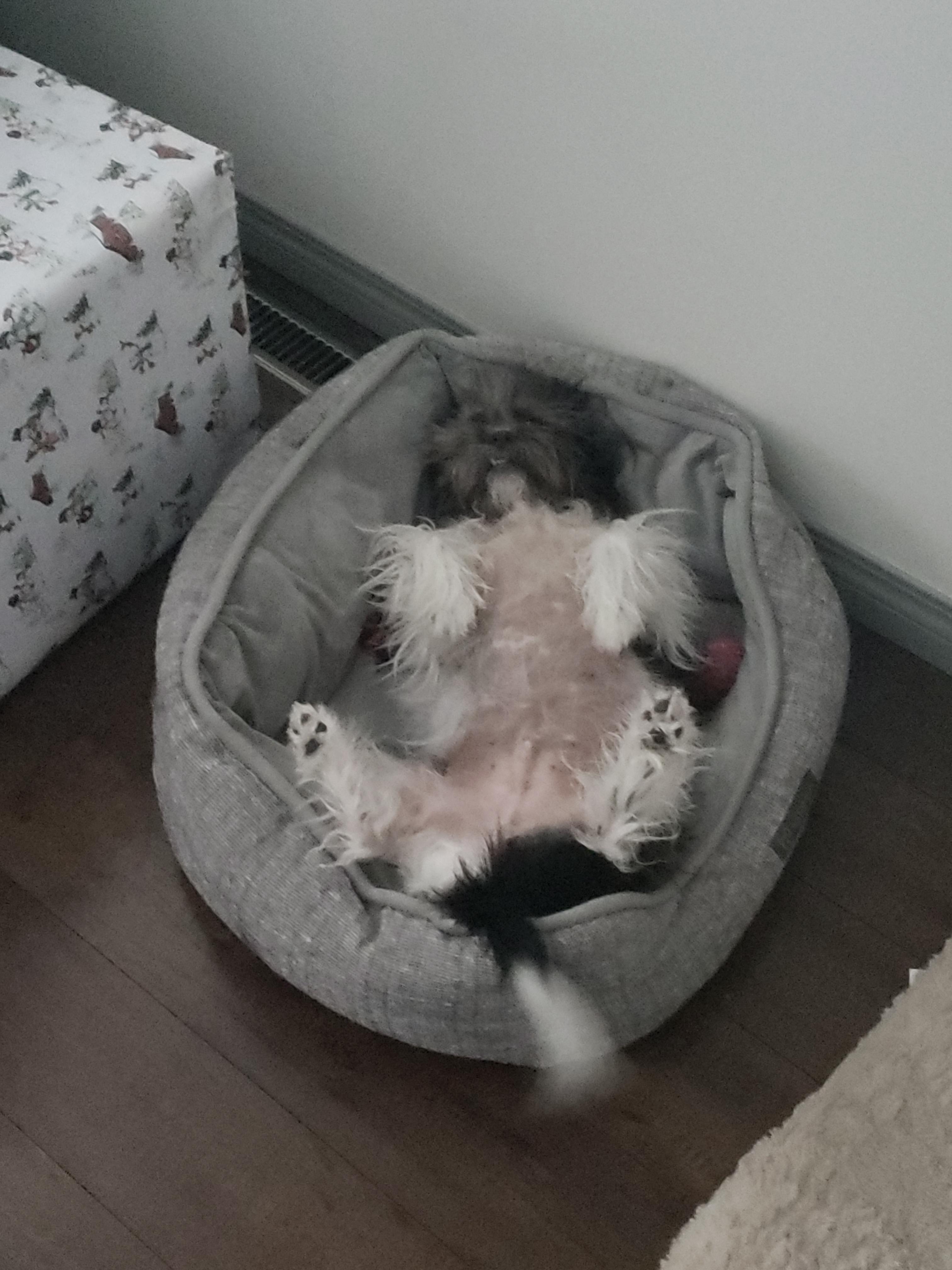 When your so happy for bed your tail wags faster than shutter speed! | Scrolller