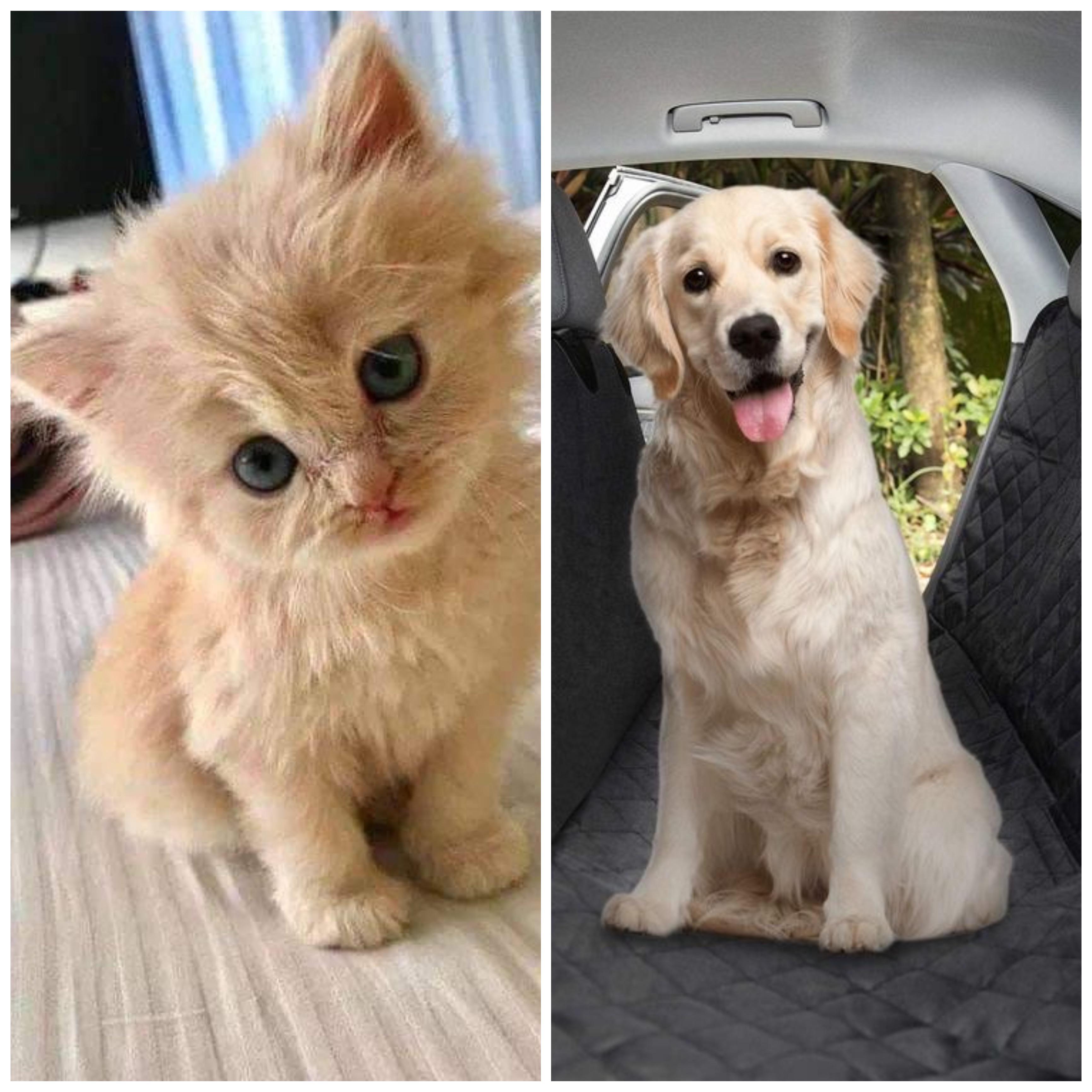 Which one is the cute cat or dog? | Scrolller