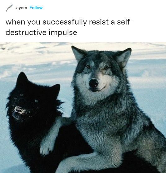 Which wolf will win? | Scrolller