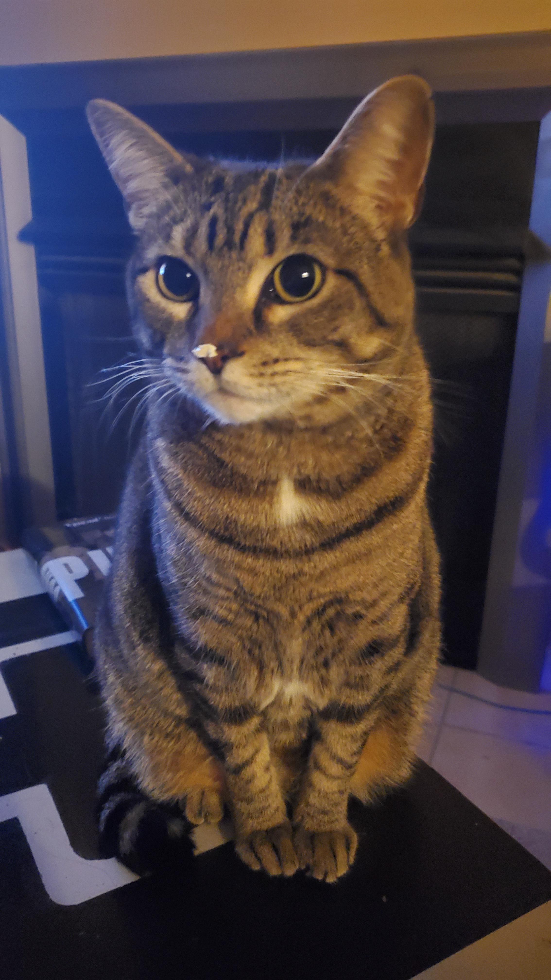 Whipped cream | Scrolller