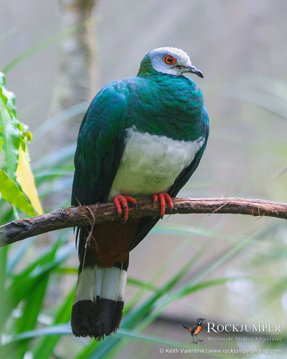 White-bellied imperial pigeon | Scrolller