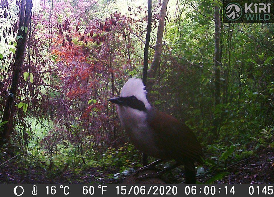 White-crested Laughingthrush - Mondolkiri, Cambodia. | Scrolller