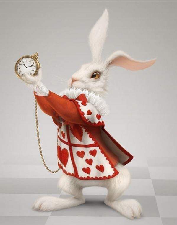 White Rabbit. | Scrolller