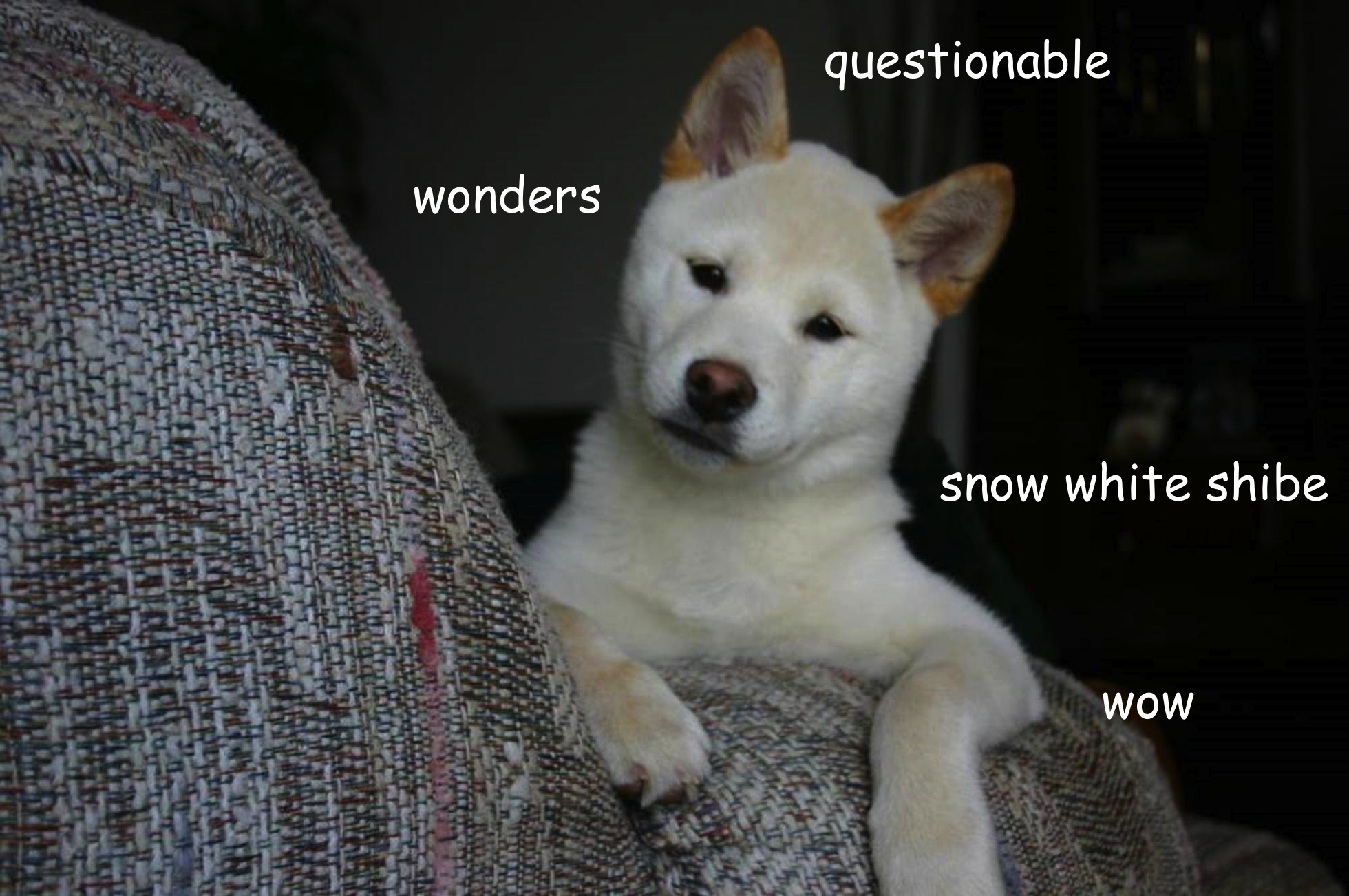 White Shibe | Scrolller