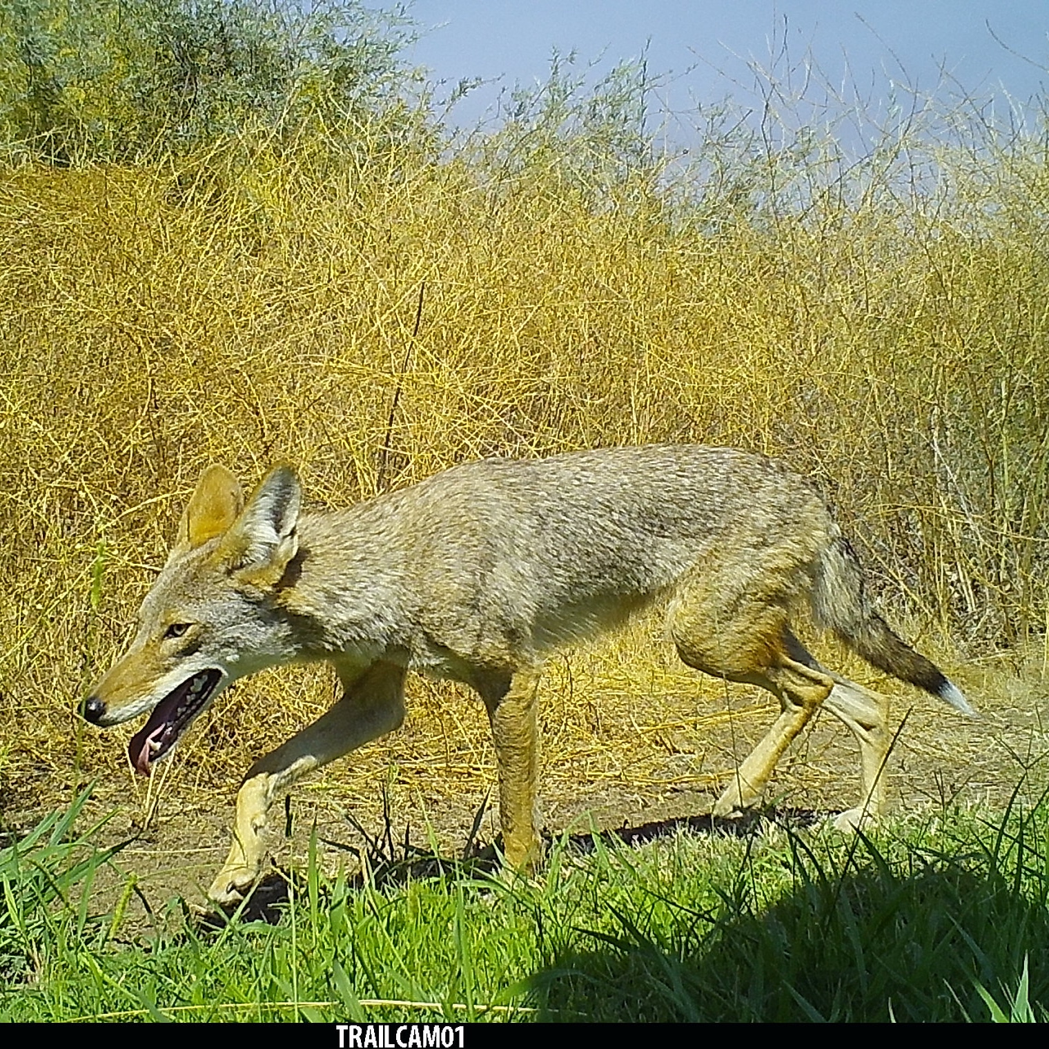 White tail tipped coyote | Scrolller