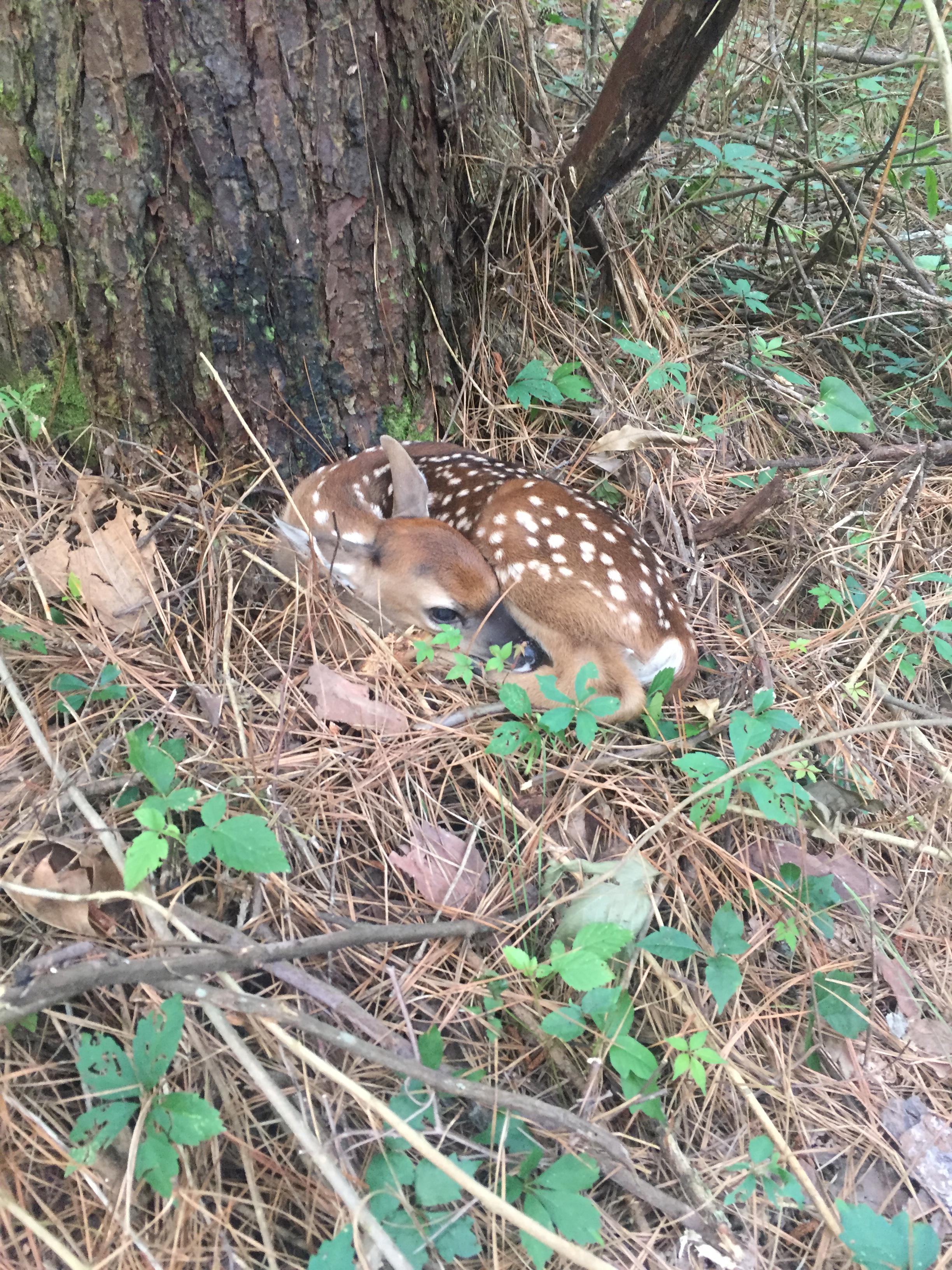 White-tailed Deer fawn -- Sabine National Forest | Scrolller