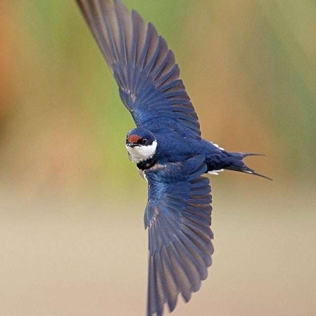 White Throated Swallow | Scrolller
